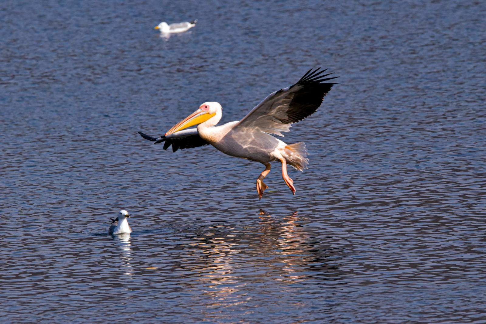 Pelican Photos, Download The BEST Free Pelican Stock Photos & HD Images