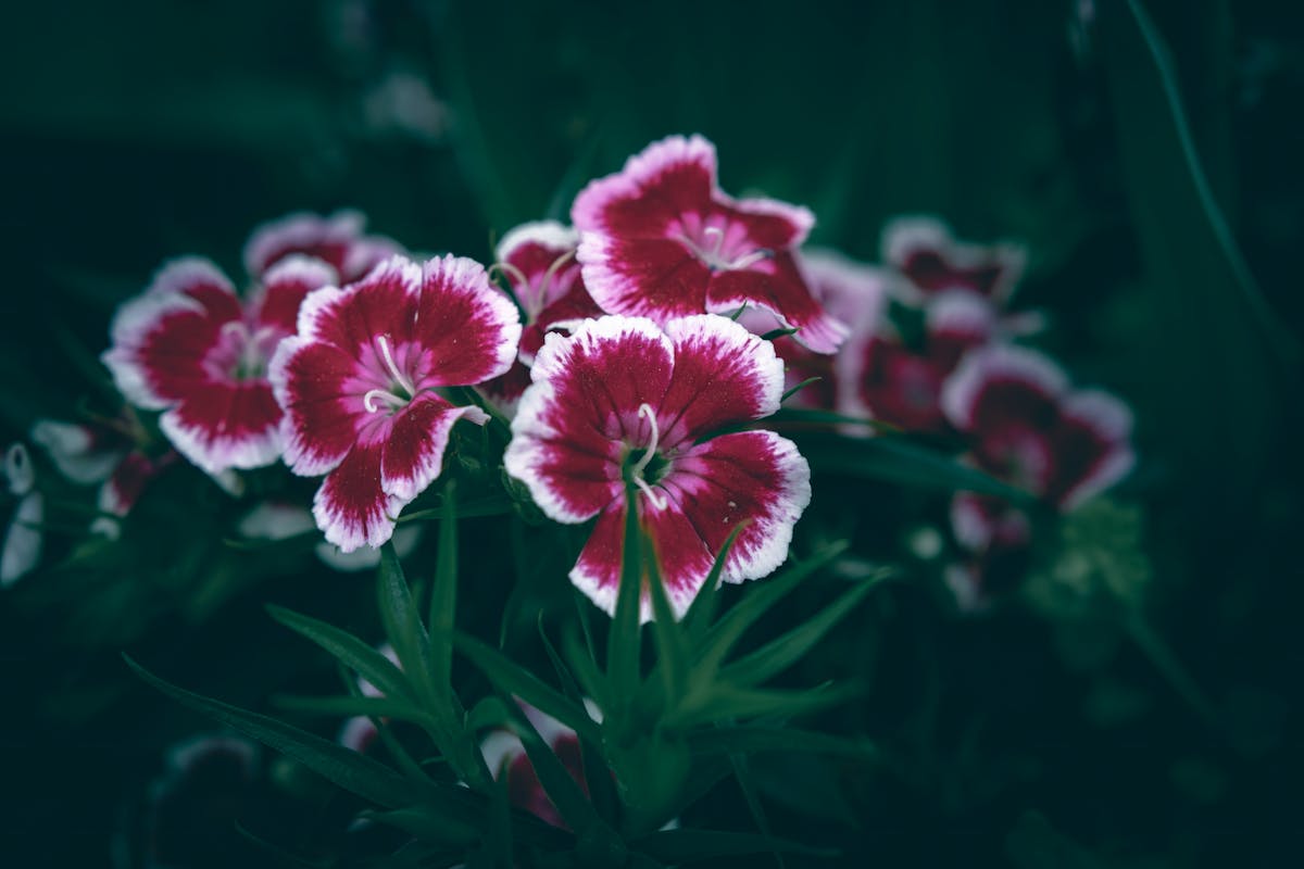 Flowers Without Background Photos, Download The BEST Free Flowers ...