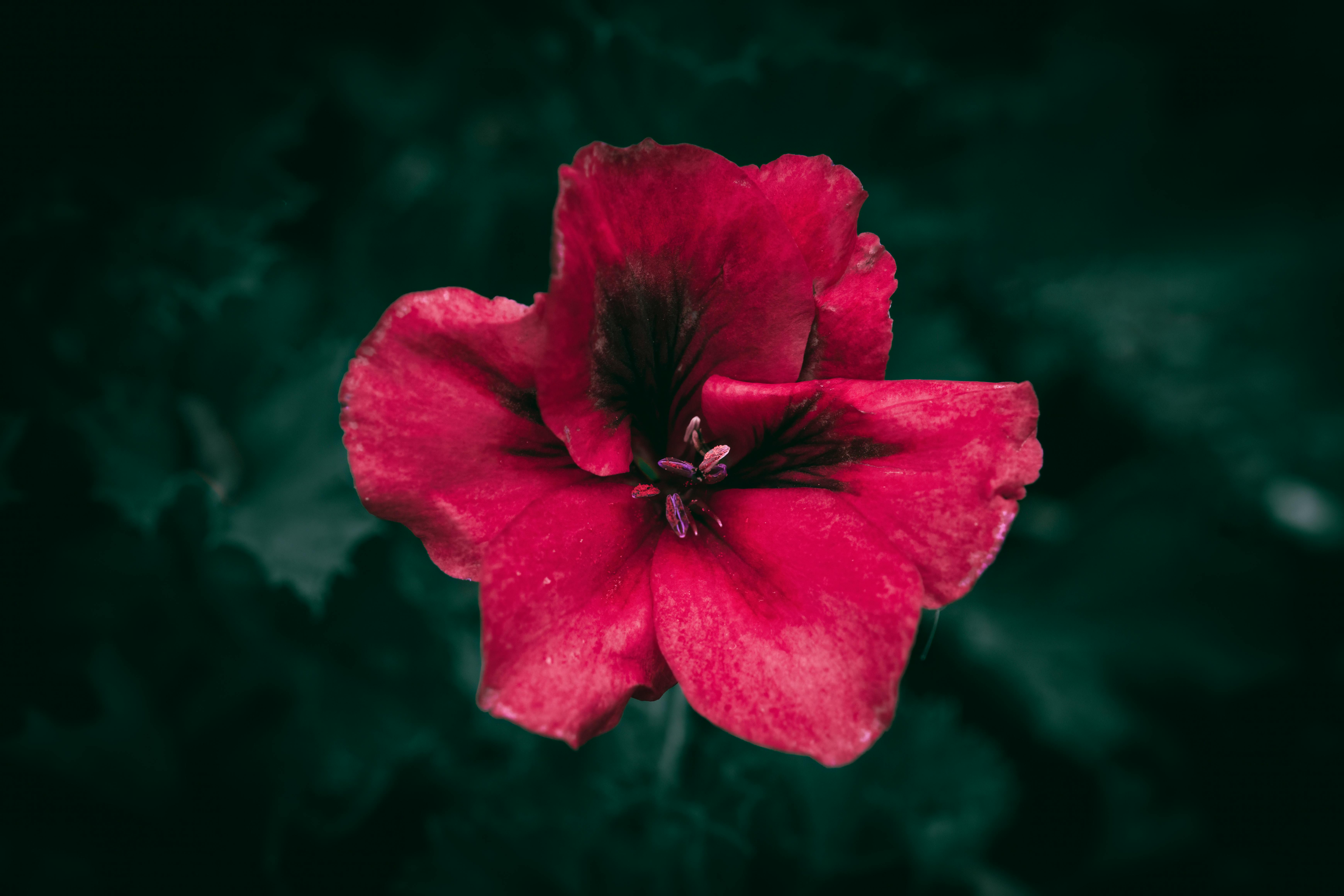 Un Primer Plano De Una Flor De Geranio Pelargonium De Color Rosa ...