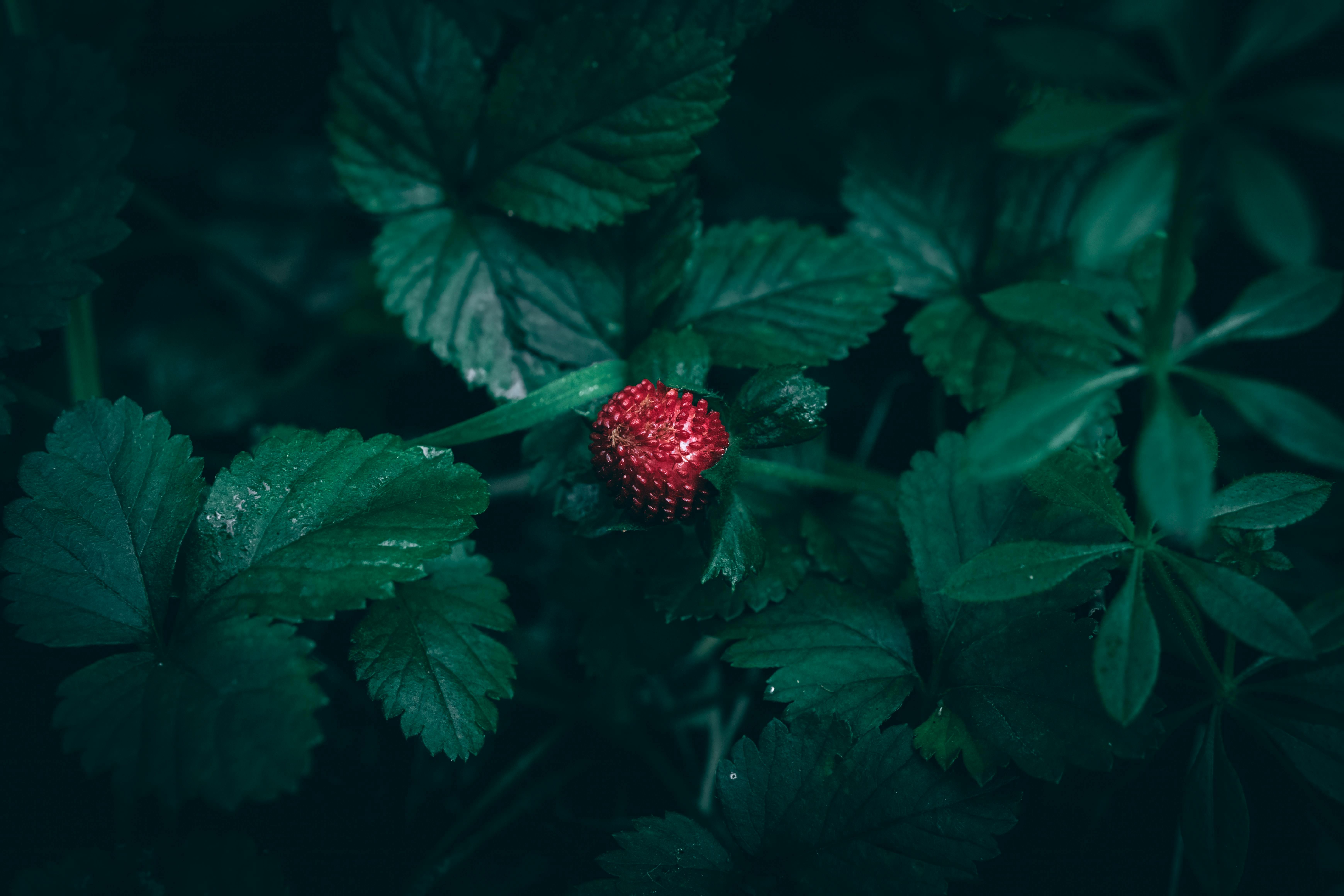 Woodland Background Photos, Download The BEST Free Woodland Background ...