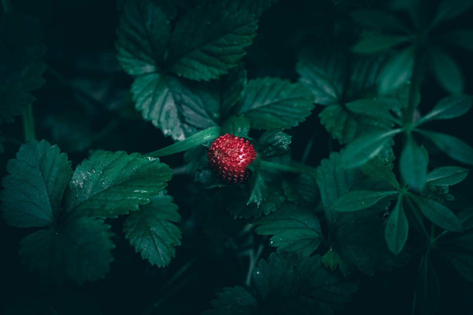 Greenery Background Photos, Download The BEST Free Greenery Background ...