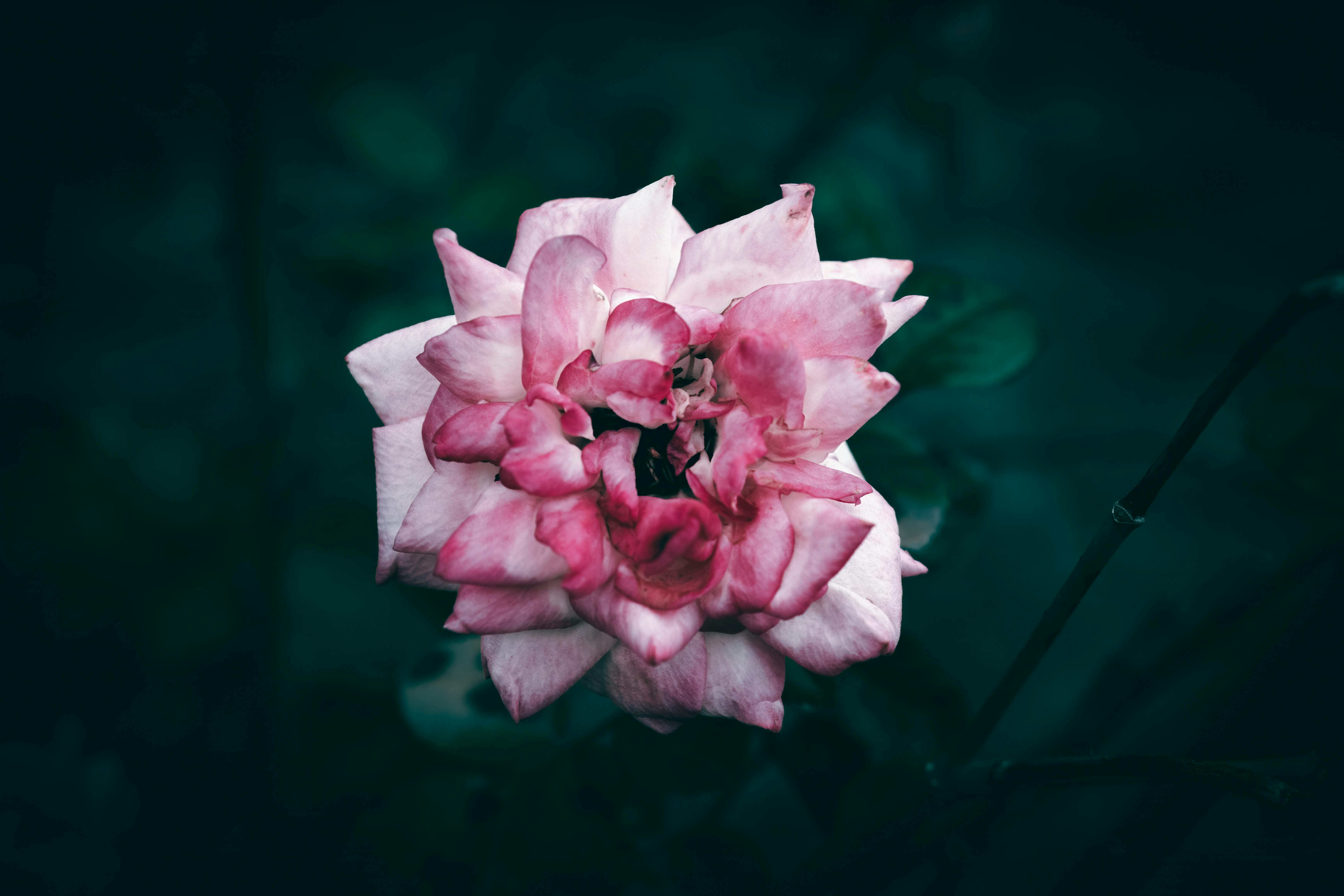 Widget Background Photos, Download The BEST Free Widget Background ...