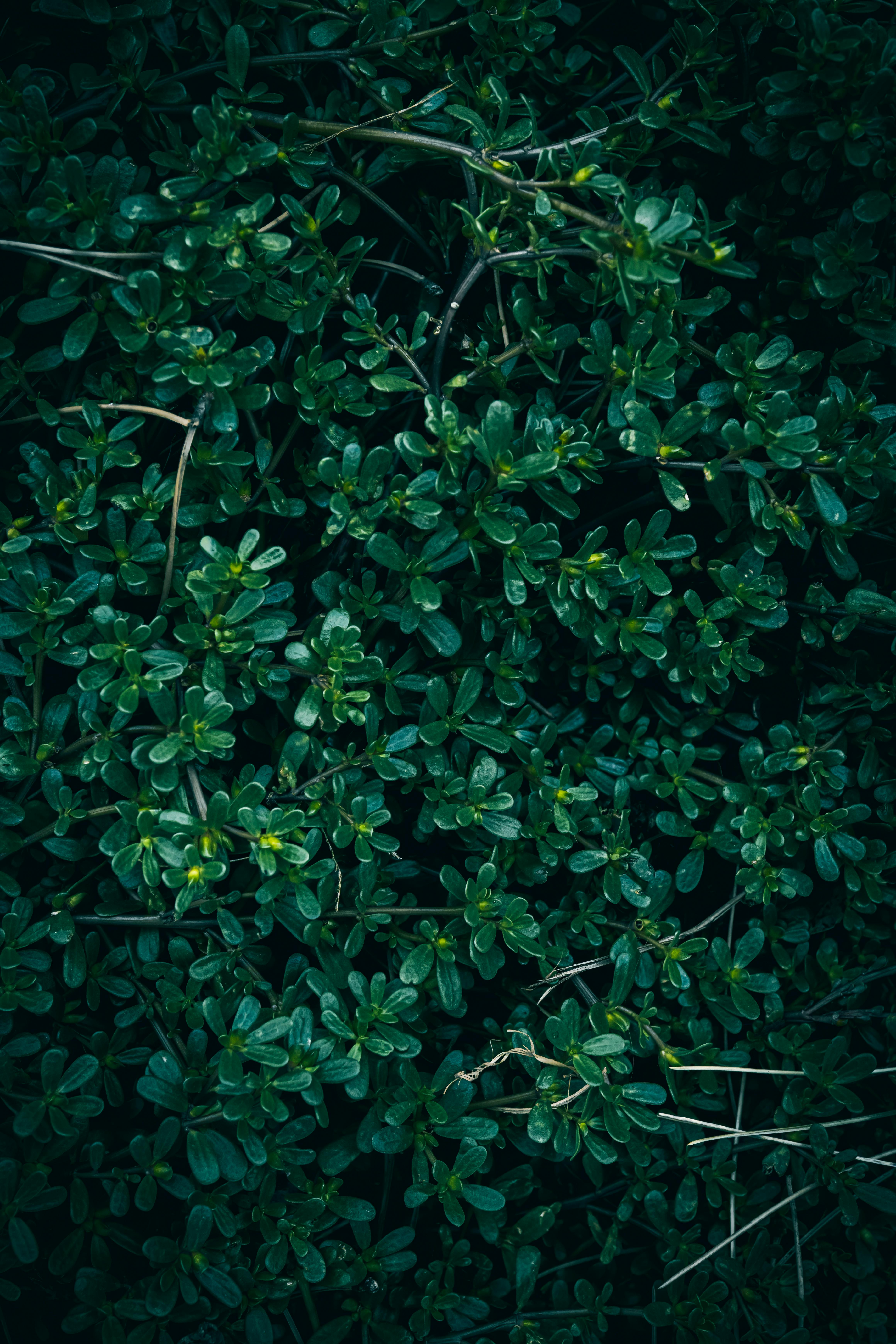 Green Bg Photos, Download The BEST Free Green Bg Stock Photos & HD Images