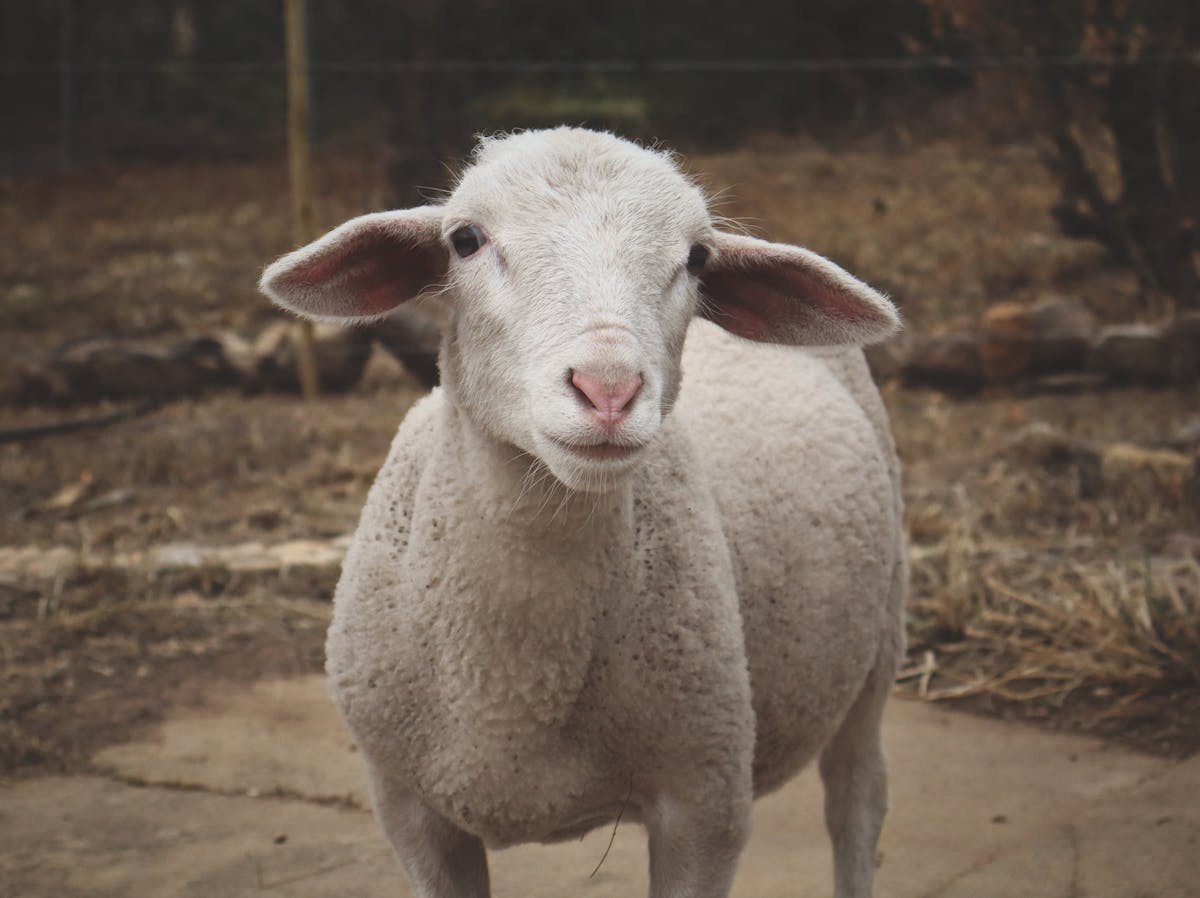 Best+Cute+Traps+Gallery Photos, Download The BEST Free Best+Cute+Traps ...