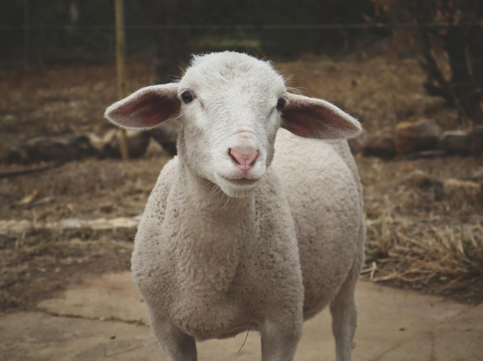 Telegraph+Cute+Girls Photos, Download The BEST Free Telegraph+Cute ...