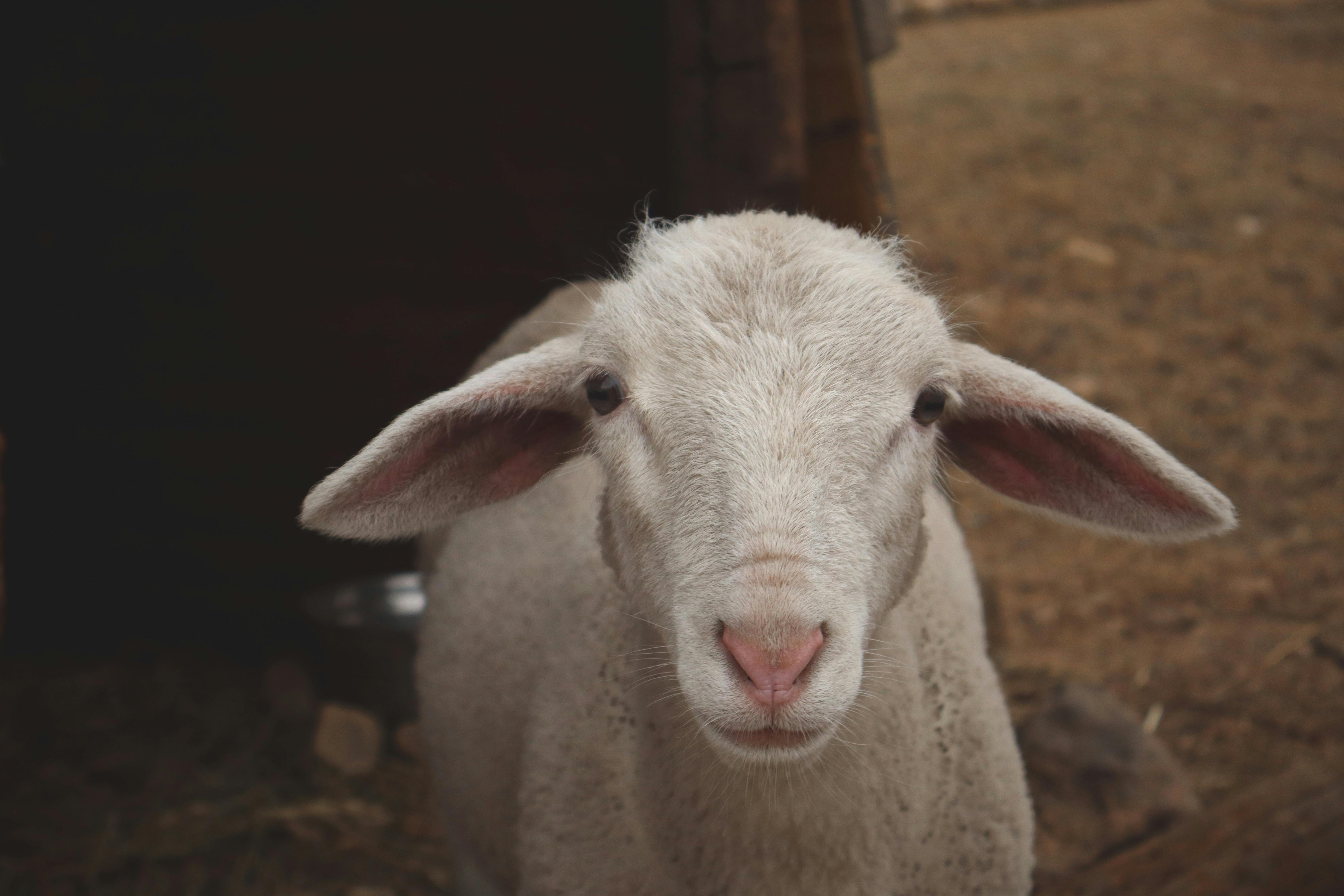 Best+Cute+Traps+Gallery Photos, Download The BEST Free Best+Cute+Traps ...