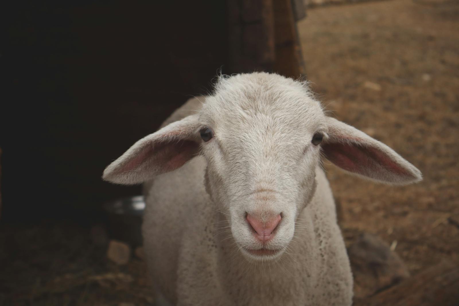 Best+Cute+Traps+Gallery Photos, Download The BEST Free Best+Cute+Traps ...