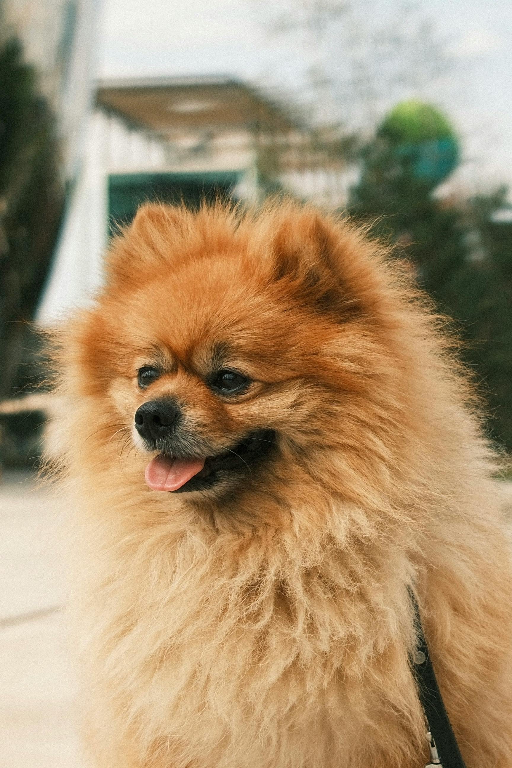 Dog Friend Photos, Download The BEST Free Dog Friend Stock Photos & HD ...