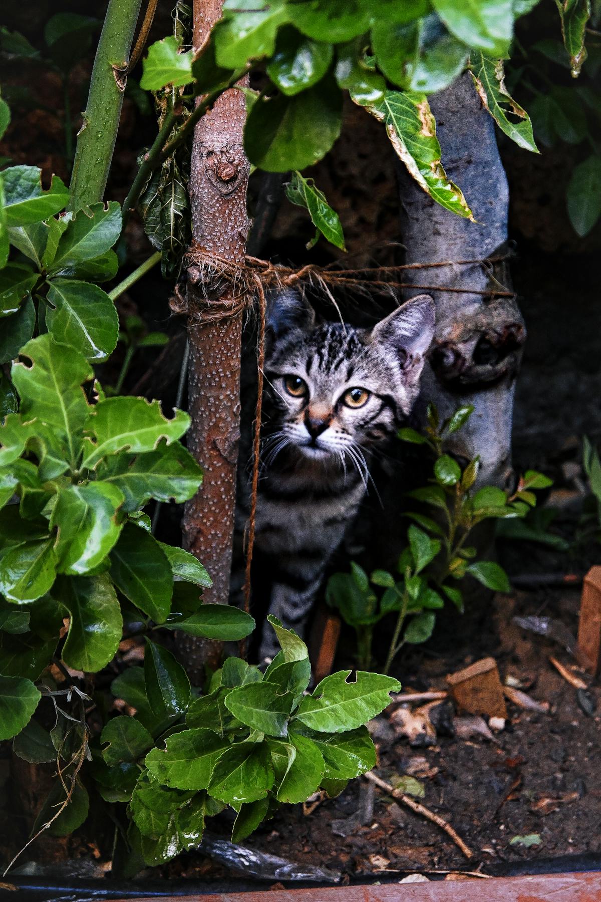 Cat Pfp Photos, Download The BEST Free Cat Pfp Stock Photos & HD Images