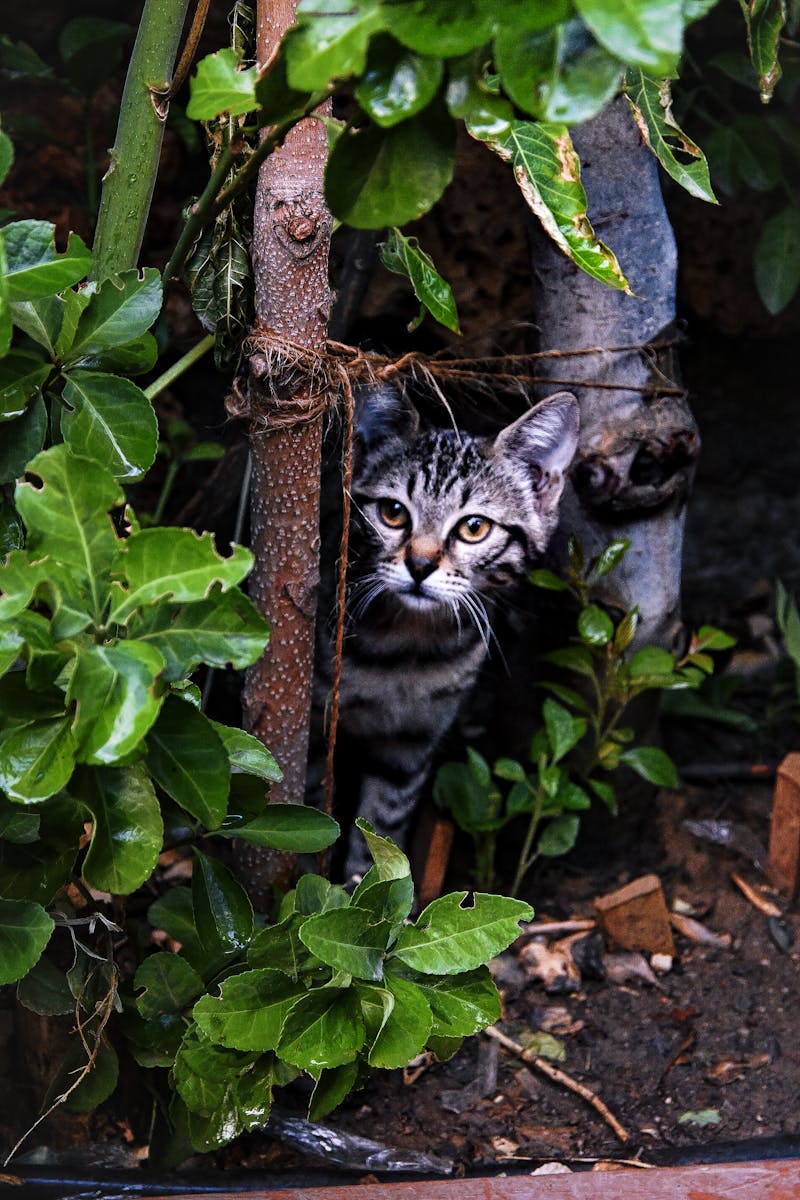 Cat Pfp Photos, Download The BEST Free Cat Pfp Stock Photos & HD Images