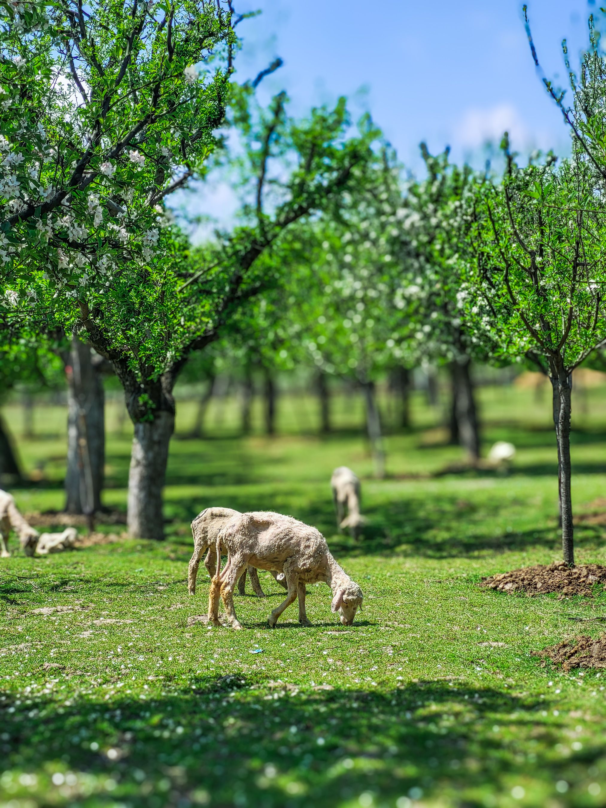 Sheep Grazing in Lush Orchard Landscape · Free Stock Photo