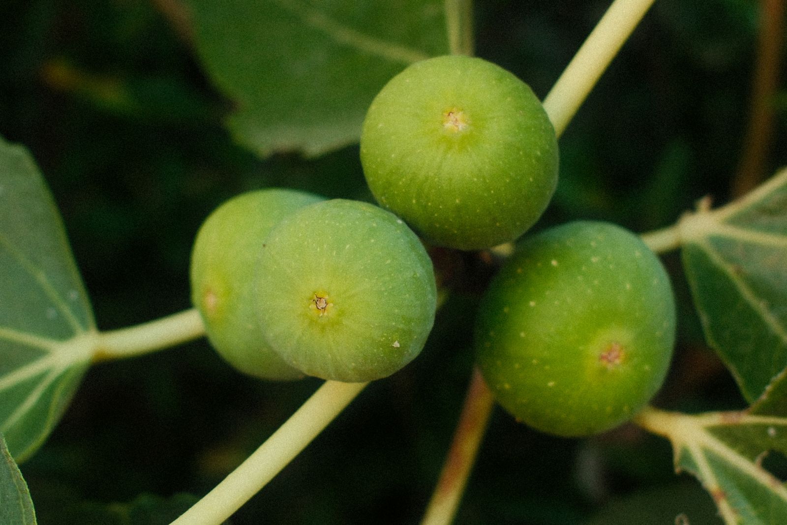 Fig Photos, Download The BEST Free Fig Stock Photos & HD Images