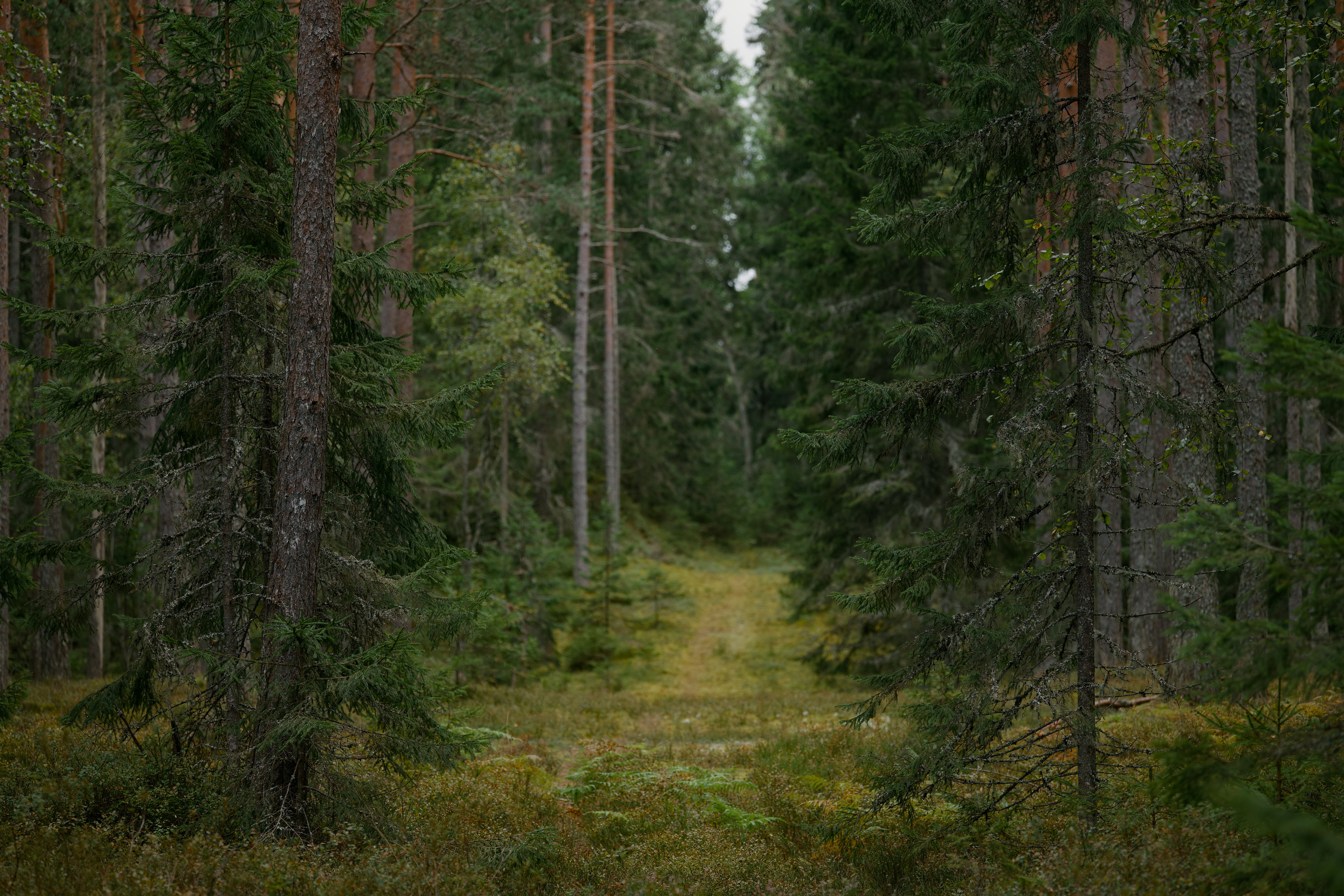 Forest Ecosystem Photos, Download The BEST Free Forest Ecosystem Stock ...