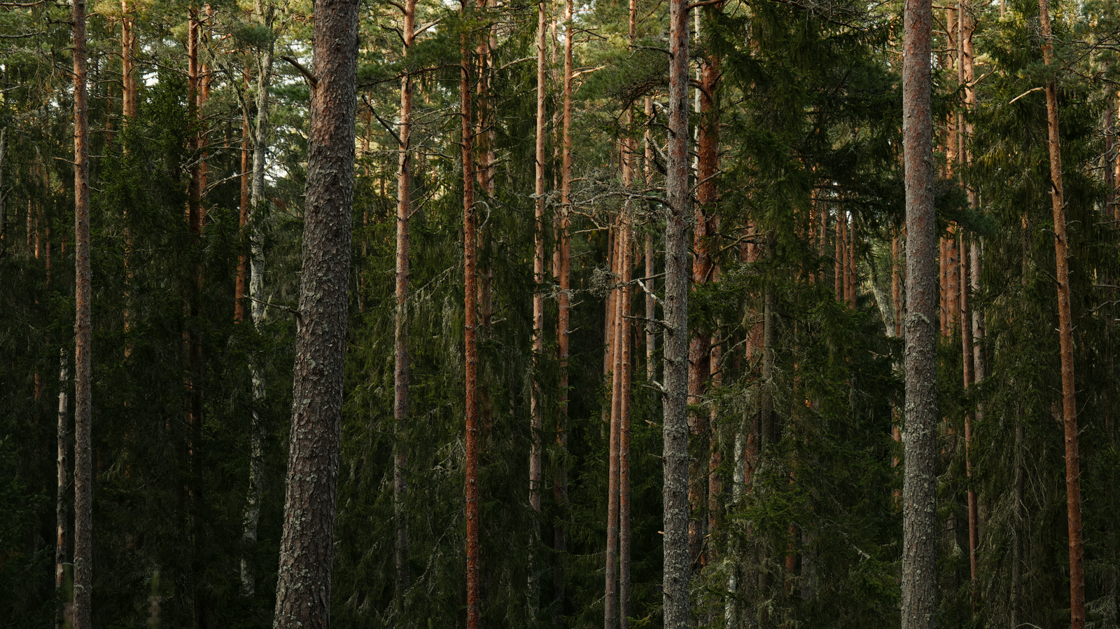 Peaceful Forest Photos, Download The BEST Free Peaceful Forest Stock ...