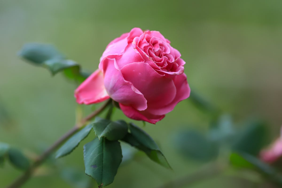 Small Photos, Download The BEST Free Small Stock Photos & HD Images