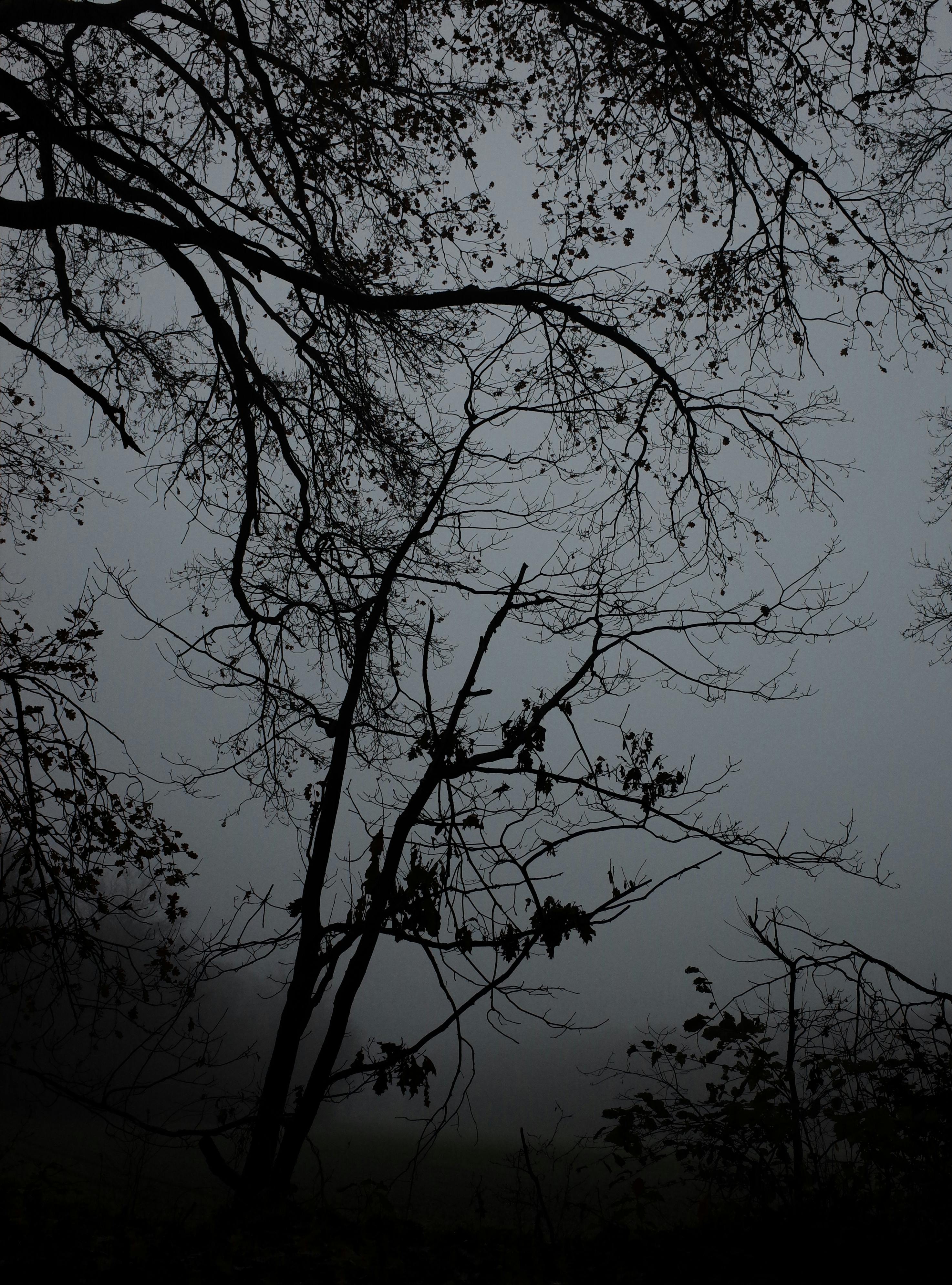 Spooky Forest Photos, Download The BEST Free Spooky Forest Stock Photos ...