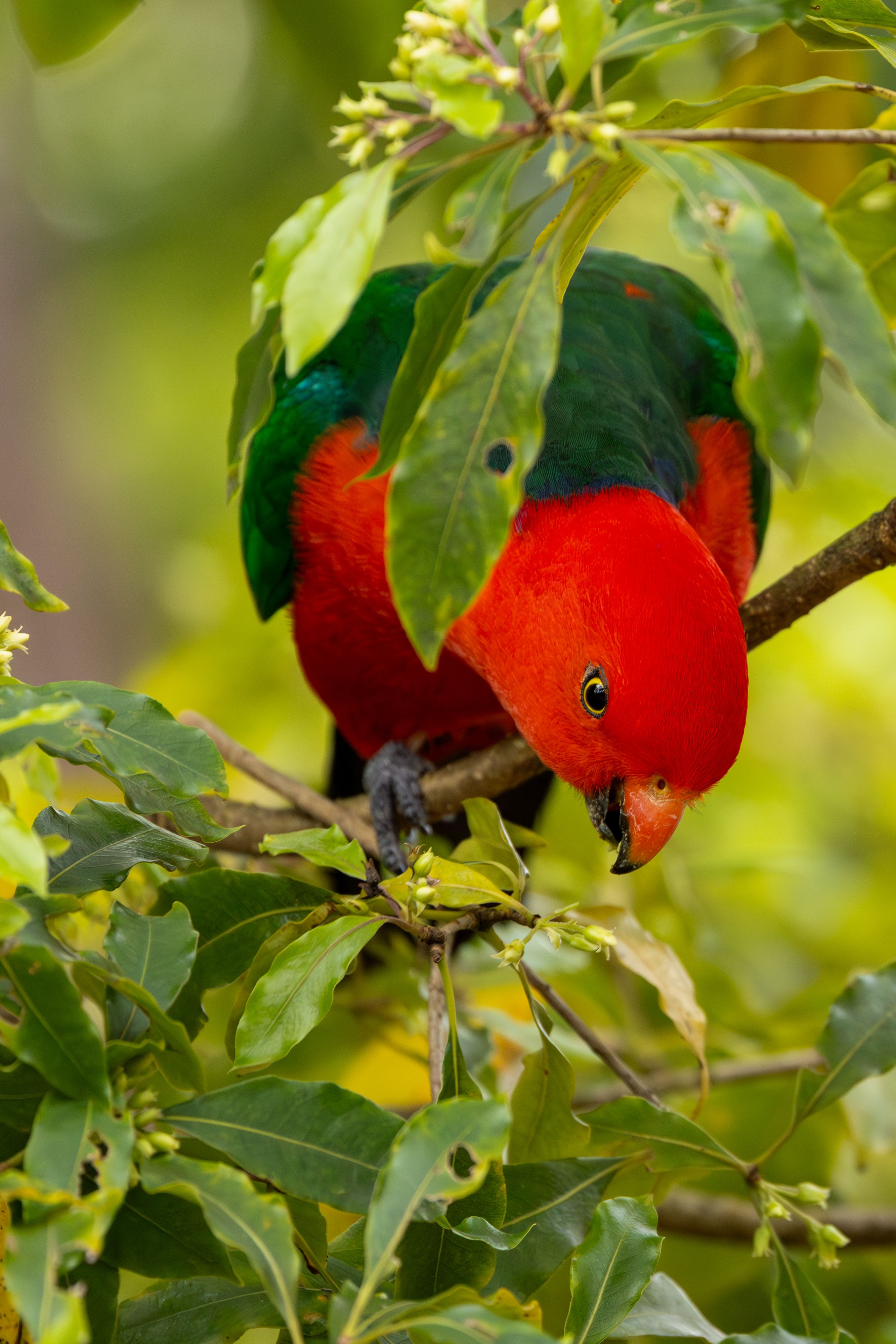 Cute Bird Photos, Download The BEST Free Cute Bird Stock Photos & HD Images