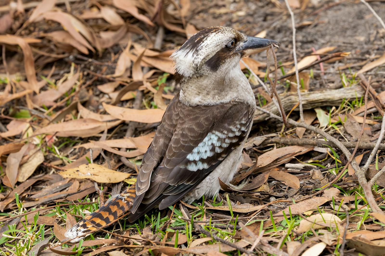 Domestic+Animals+Pictures Photos, Download The BEST Free Domestic ...