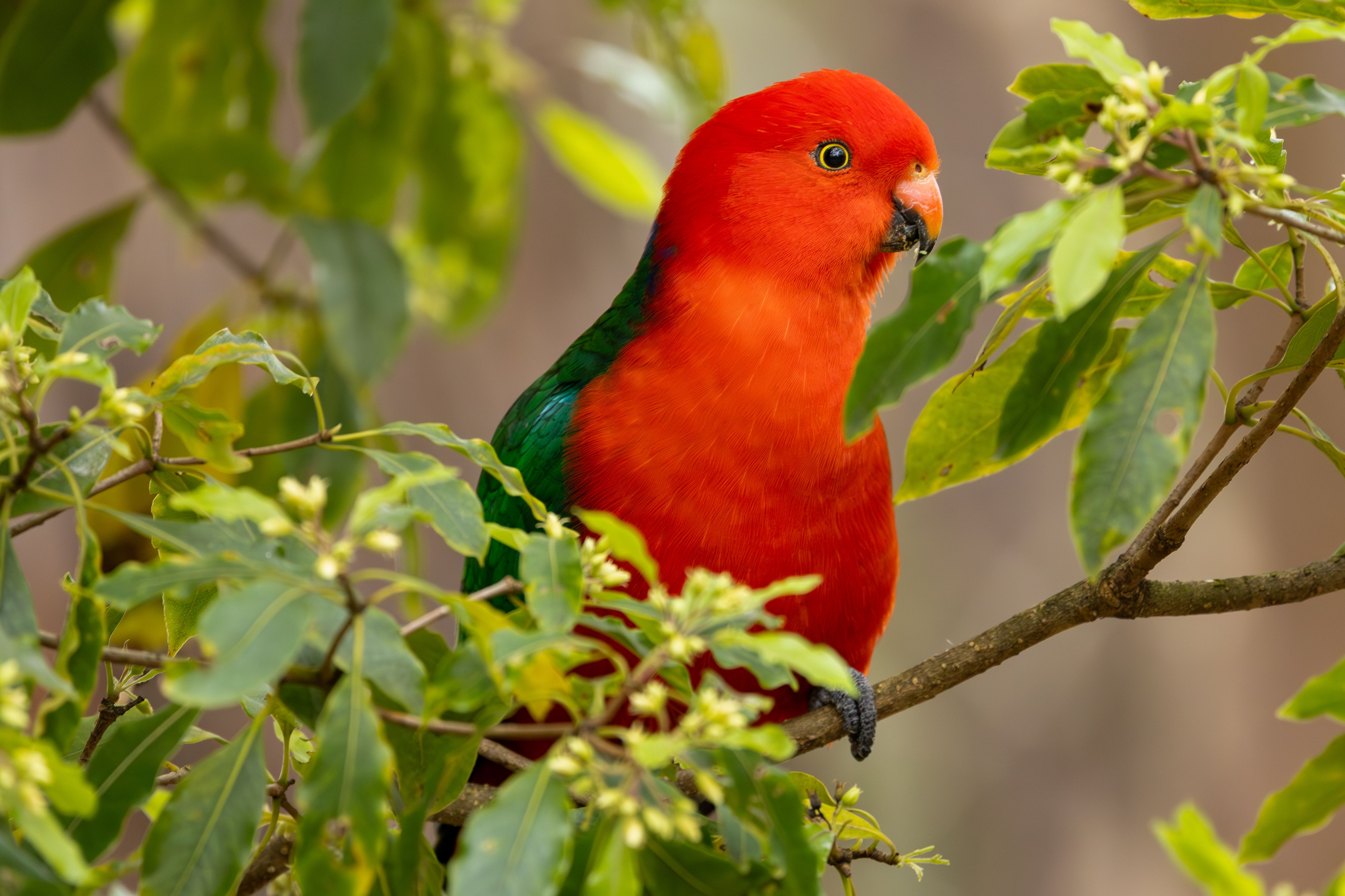 Vibrant Australian King Parrot in Jervis Bay · Free Stock Photo