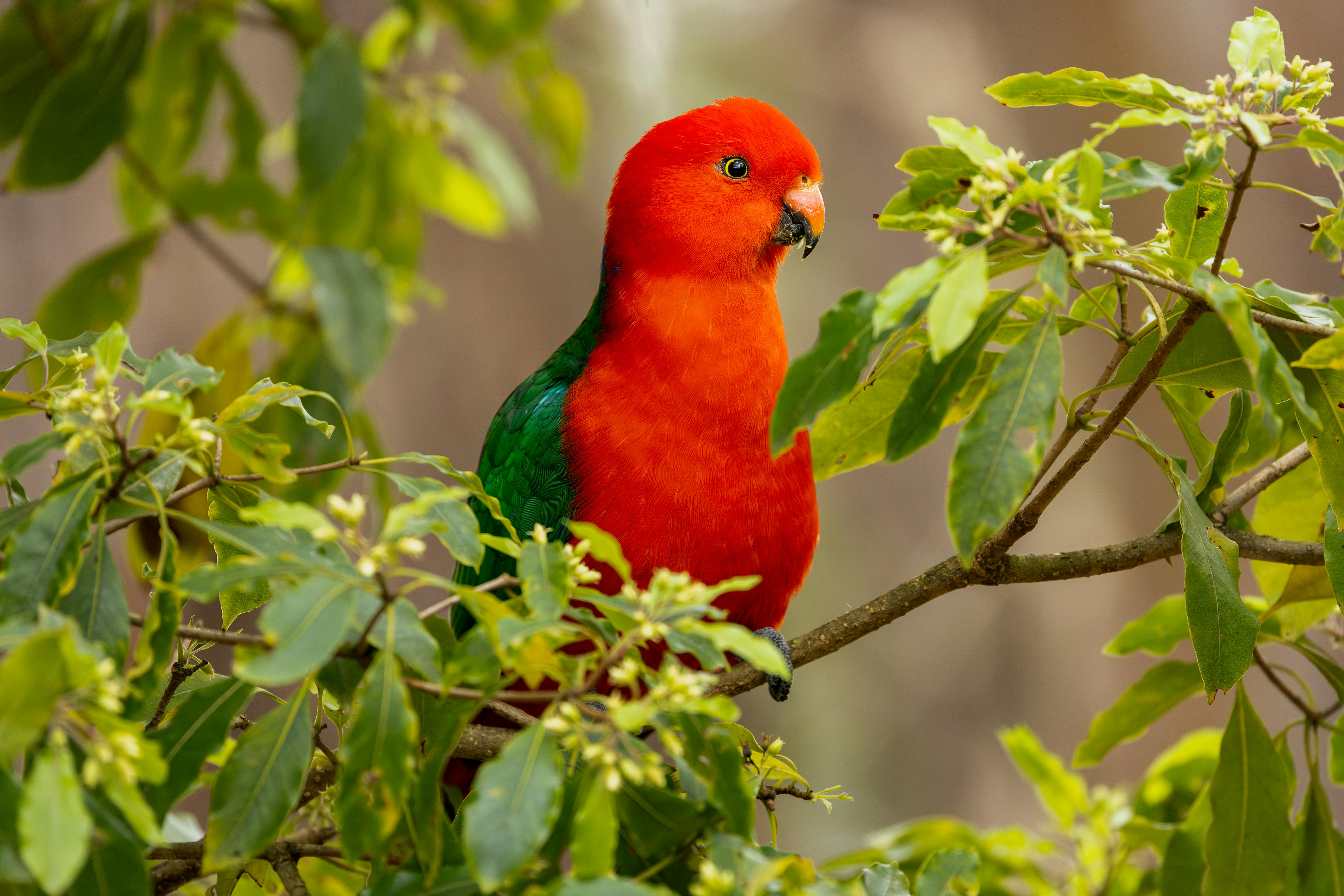 Loro Rey Australiano En La Bahía De Jervis · Foto de stock gratuita