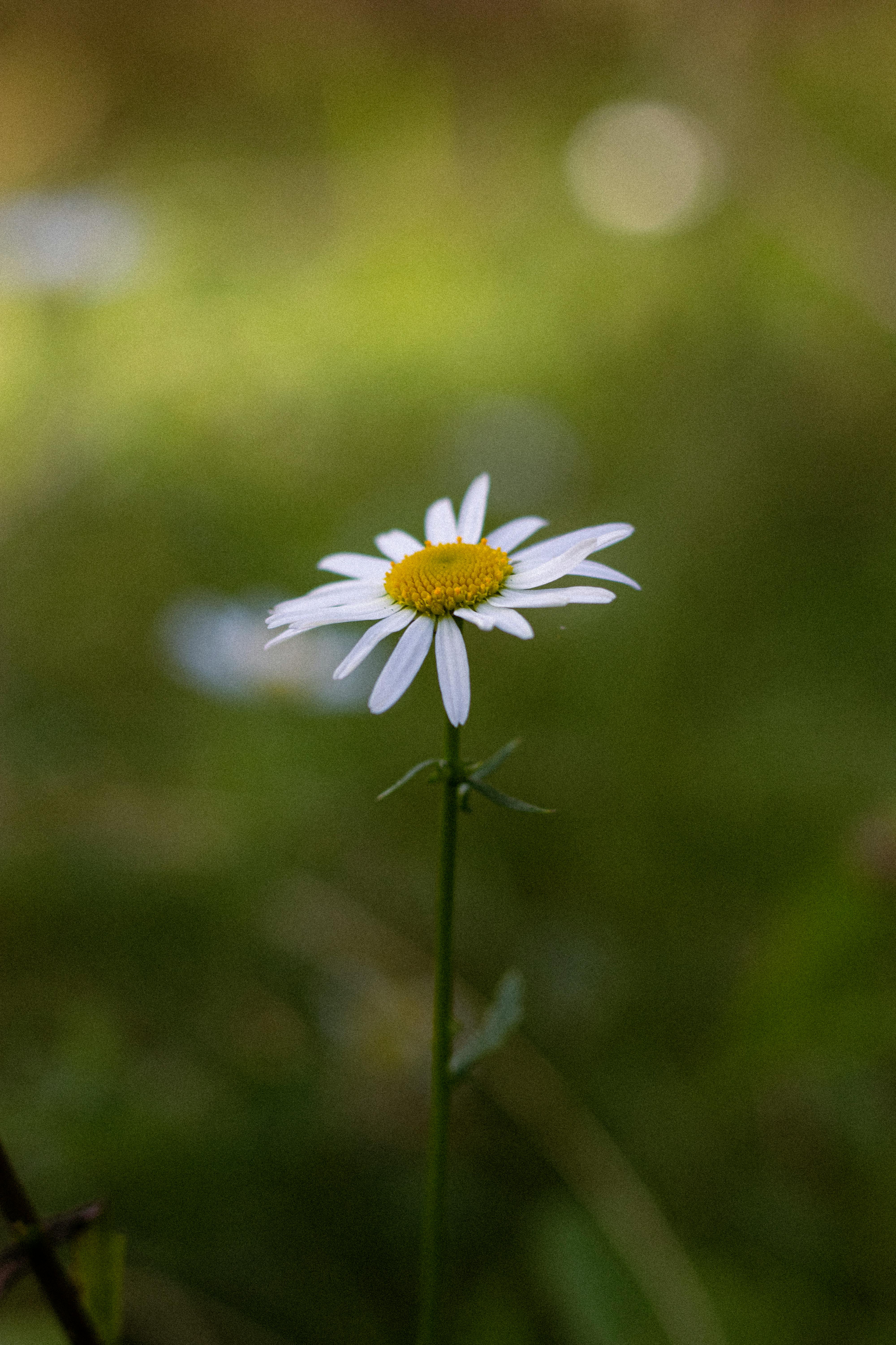 Mild Background Photos, Download The BEST Free Mild Background Stock ...