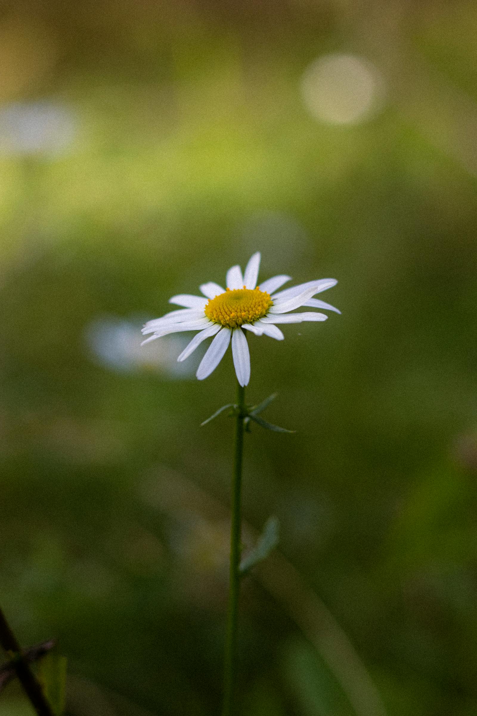 Vertical Photos, Download The BEST Free Vertical Stock Photos & HD Images