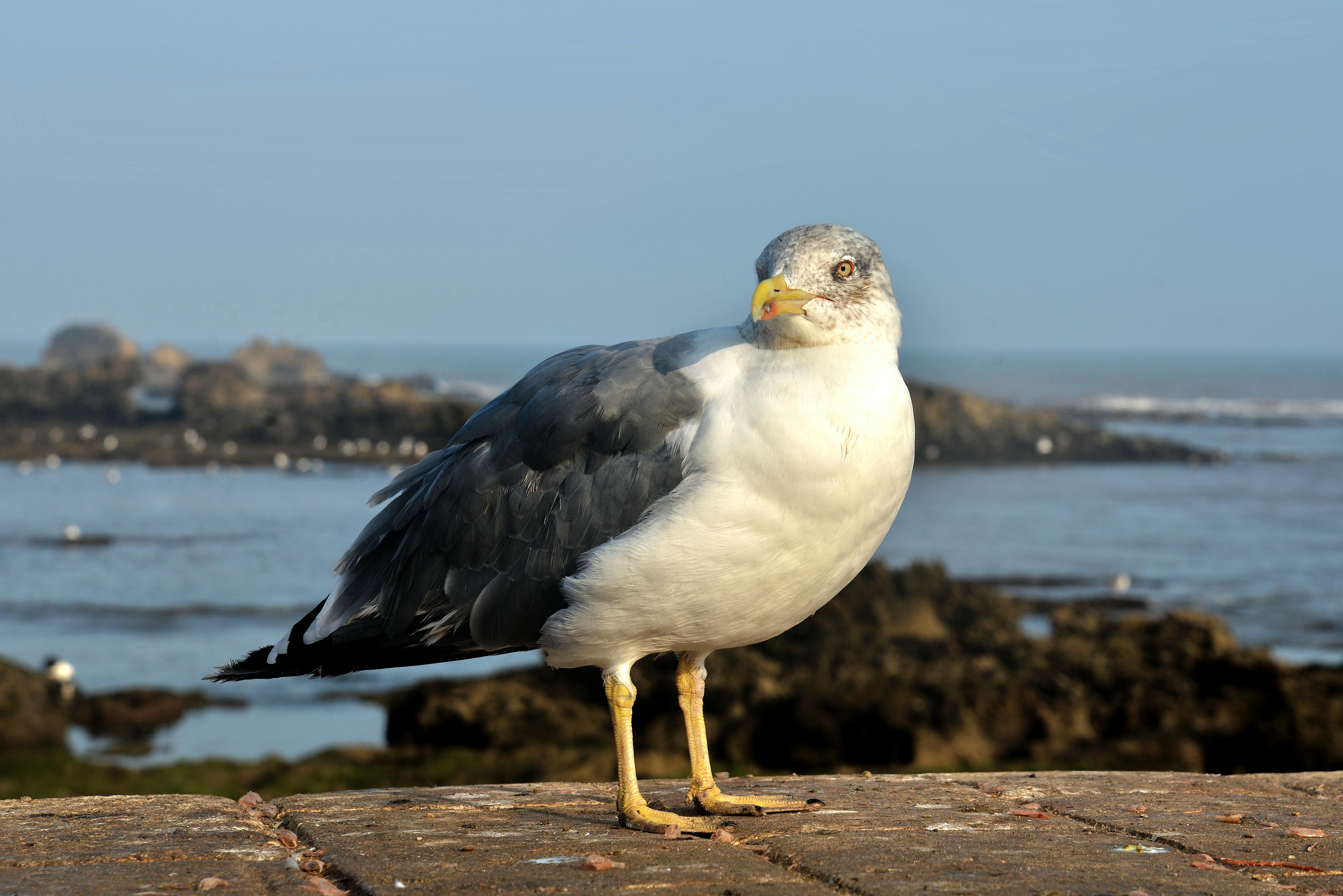 Pan+Card+Back+Side+Images Photos, Download The BEST Free Pan+Card+Back ...