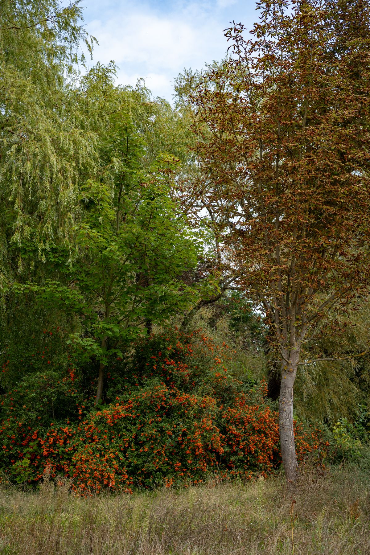 Shrubs Photos, Download The BEST Free Shrubs Stock Photos & HD Images