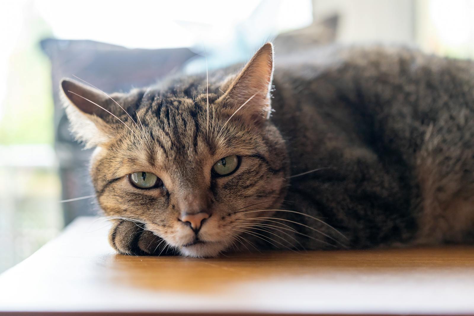 Animated Cat Photos, Download The BEST Free Animated Cat Stock Photos ...