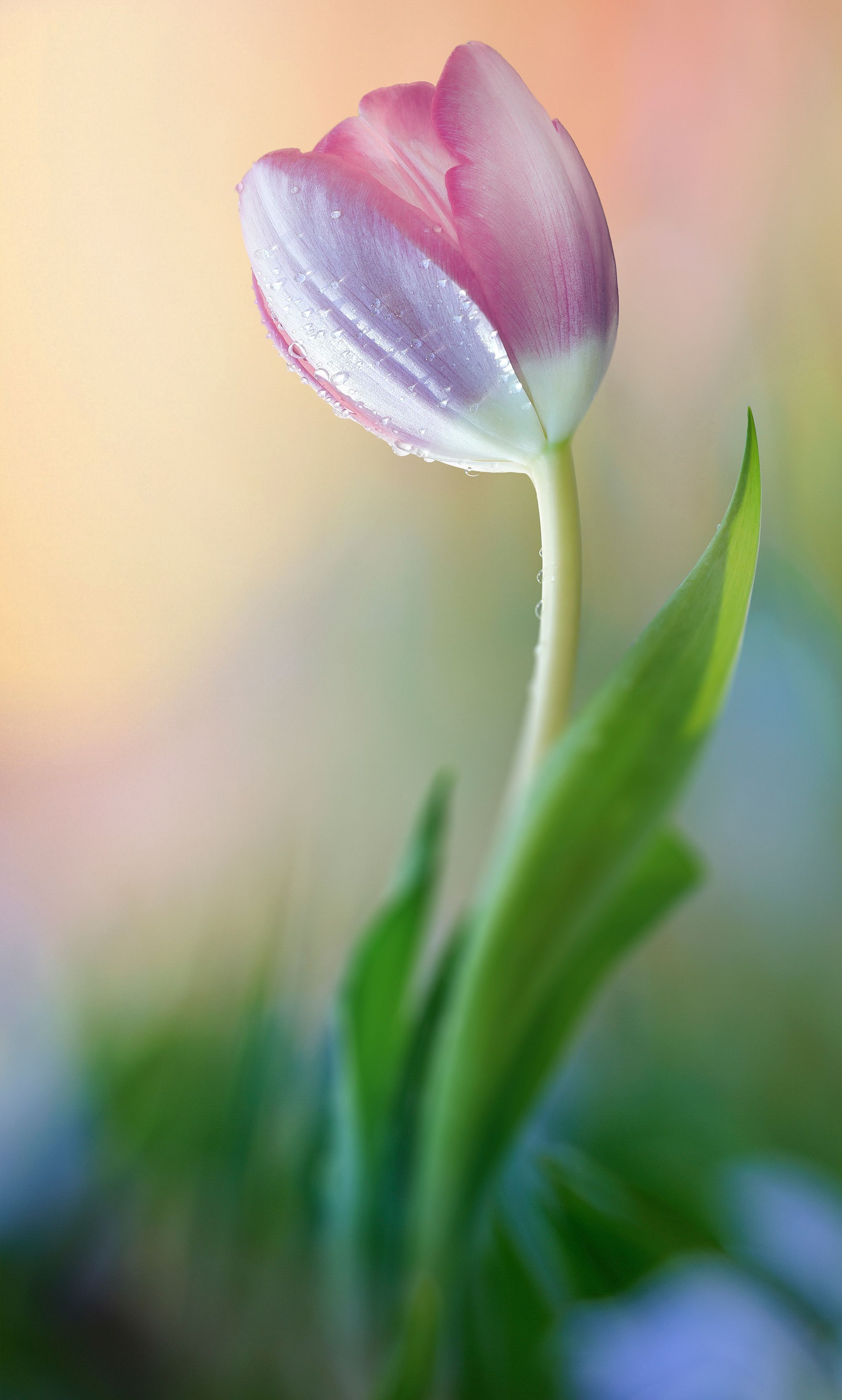 Floral Design Photos, Download The BEST Free Floral Design Stock Photos ...