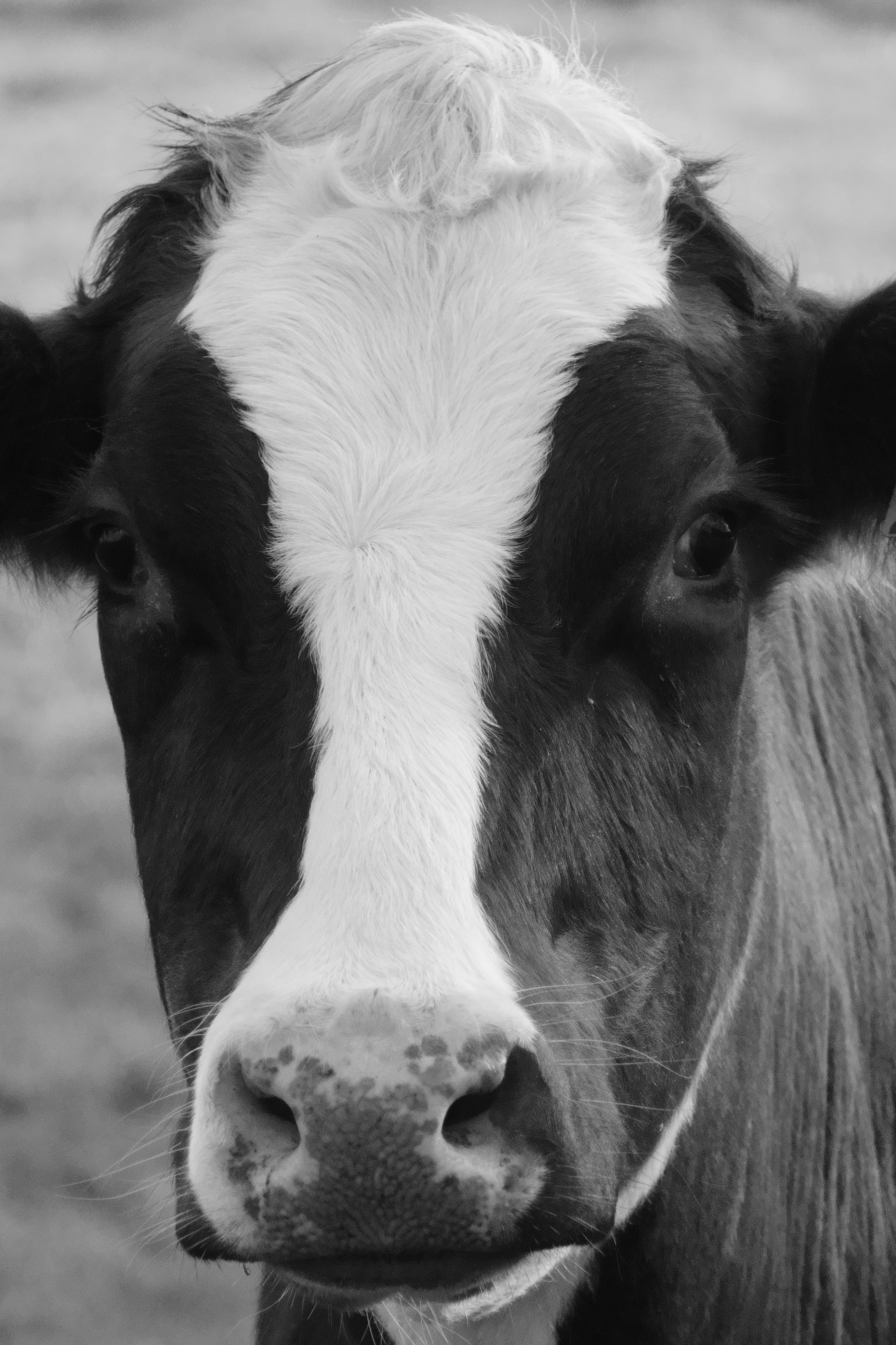 Gir Cow Photos, Download The BEST Free Gir Cow Stock Photos & HD Images