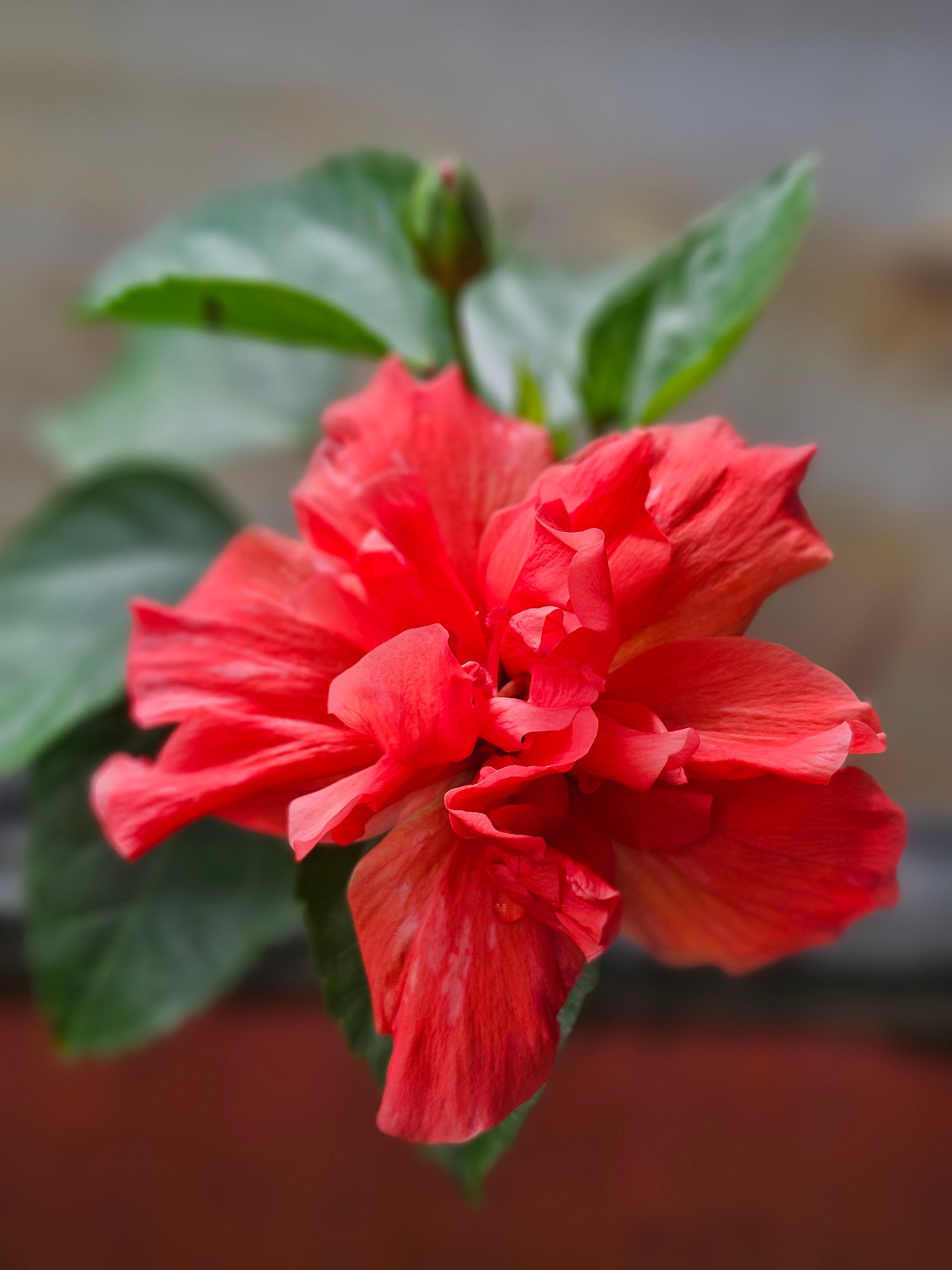 Blake Blossom Photos, Download The BEST Free Blake Blossom Stock Photos ...