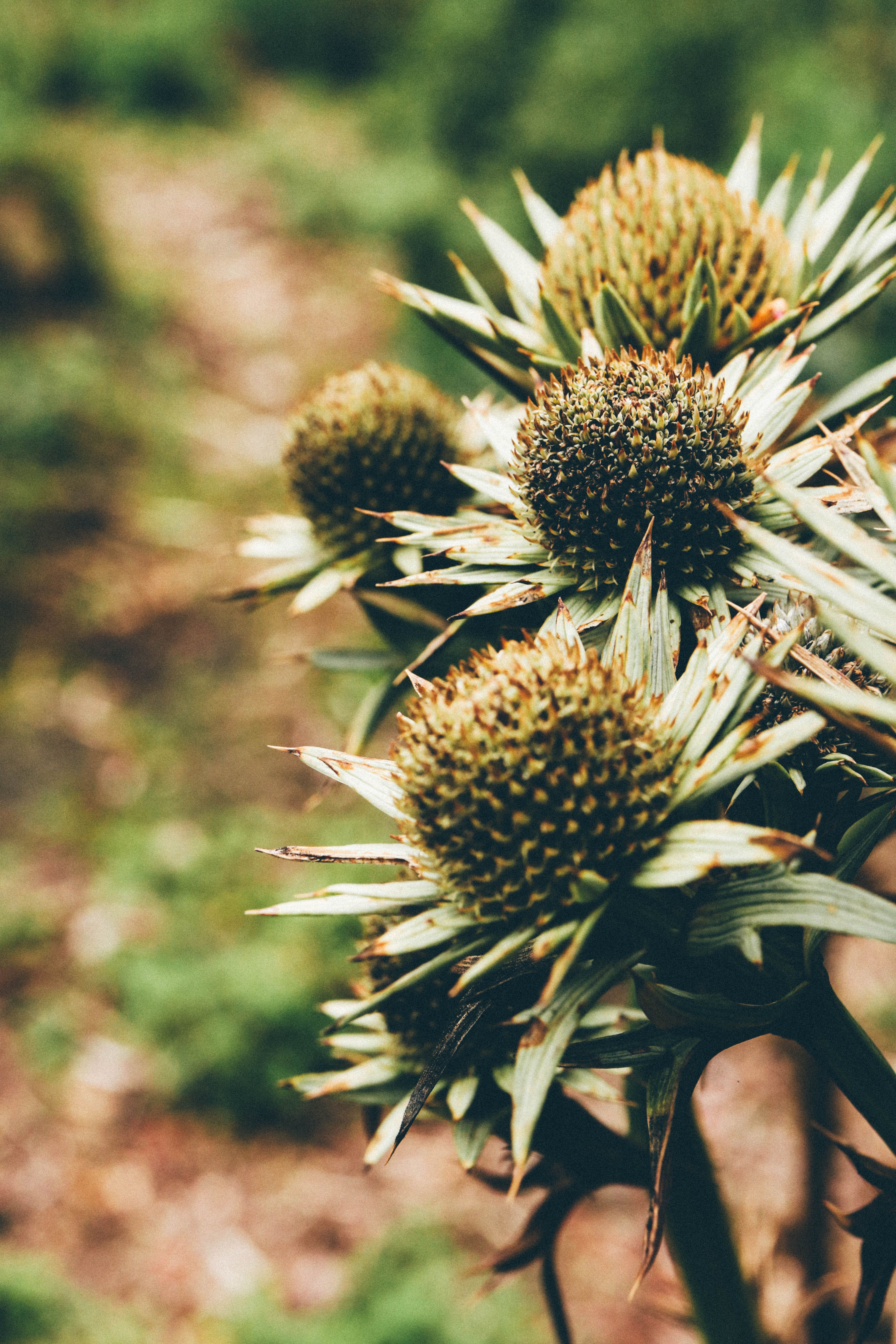 Thistle Photos, Download The BEST Free Thistle Stock Photos & HD Images