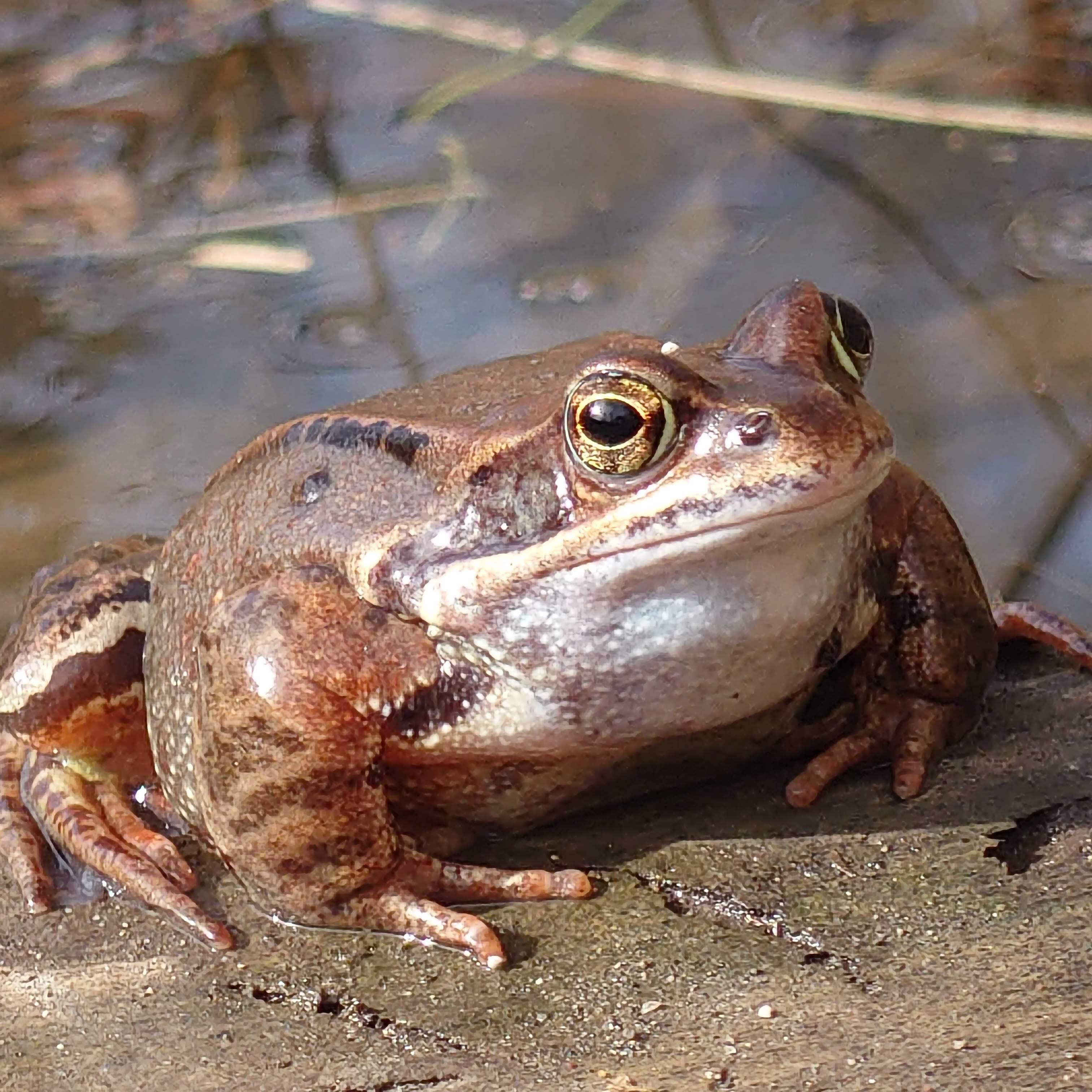 Funny Frog Photos, Download The BEST Free Funny Frog Stock Photos & HD ...