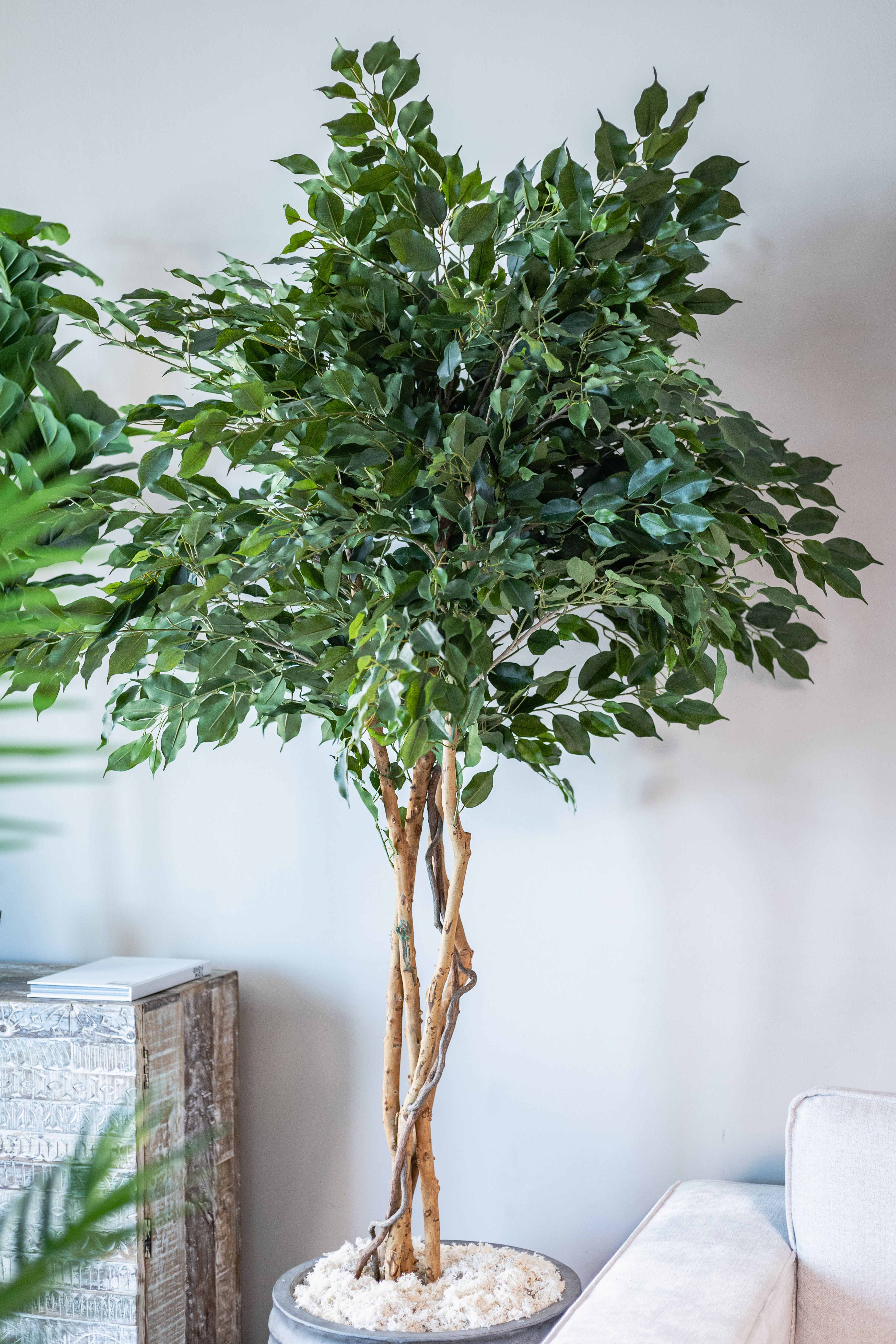 Elegant Indoor Ficus Tree in Modern Living Room · Free Stock Photo