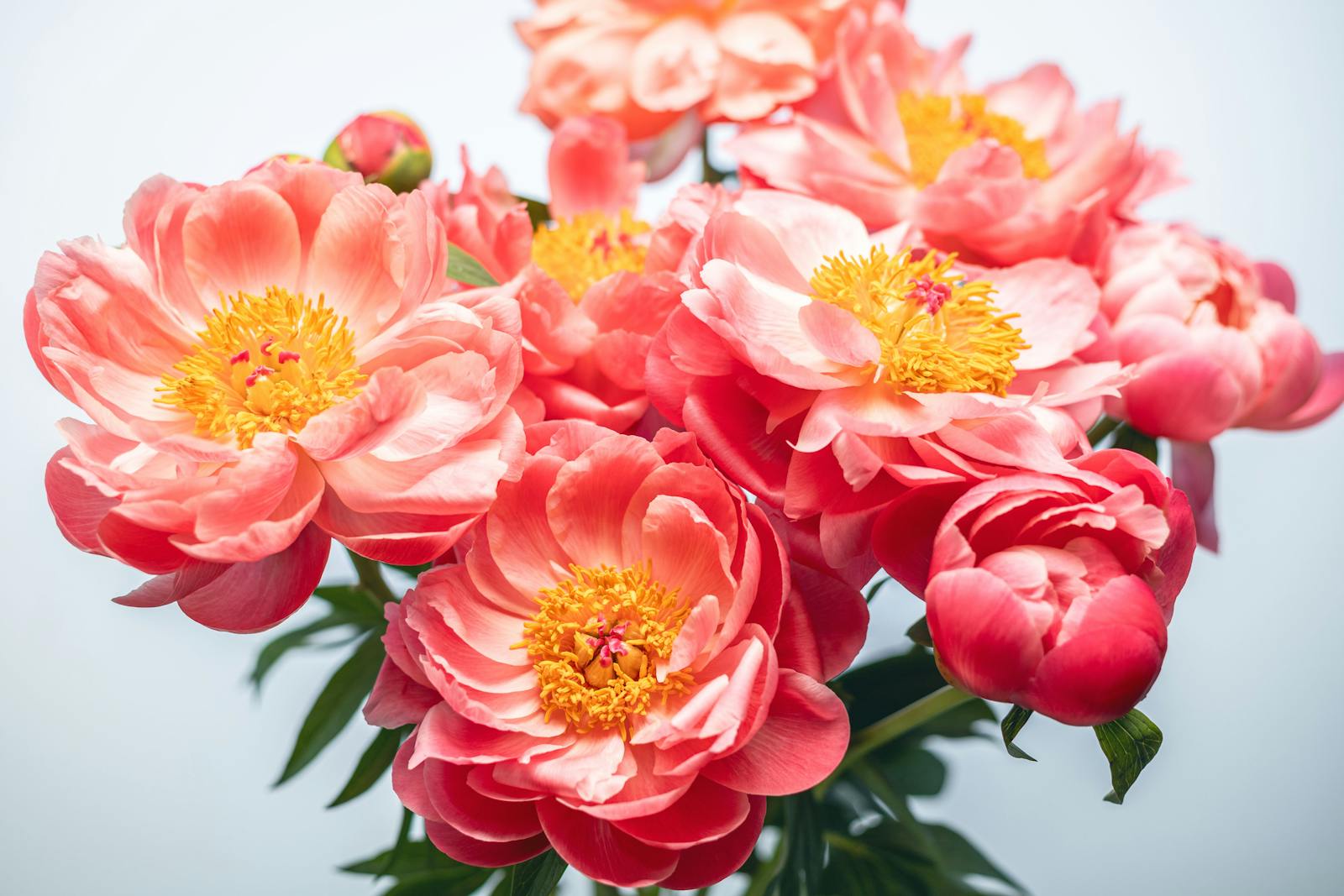 Friday Flowers Photos, Download The BEST Free Friday Flowers Stock ...