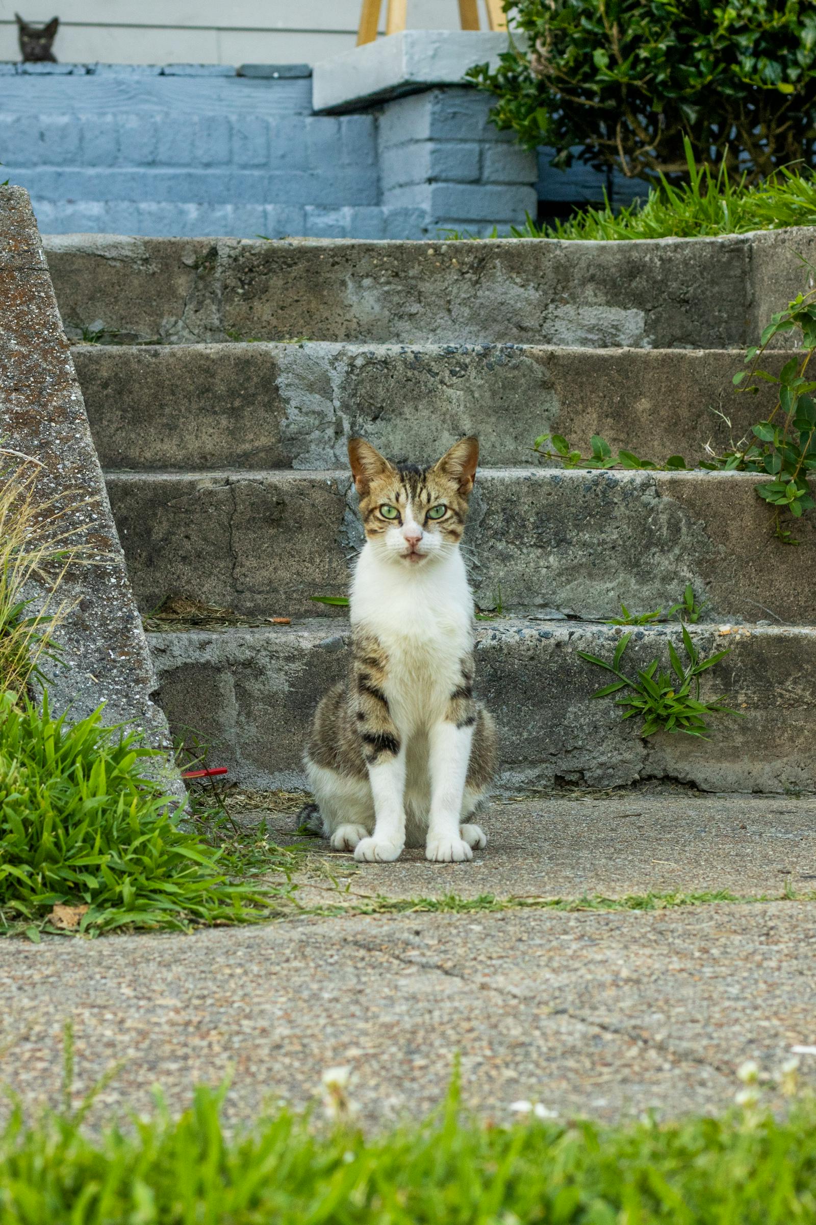 Cats Reference Photos, Download The BEST Free Cats Reference Stock ...