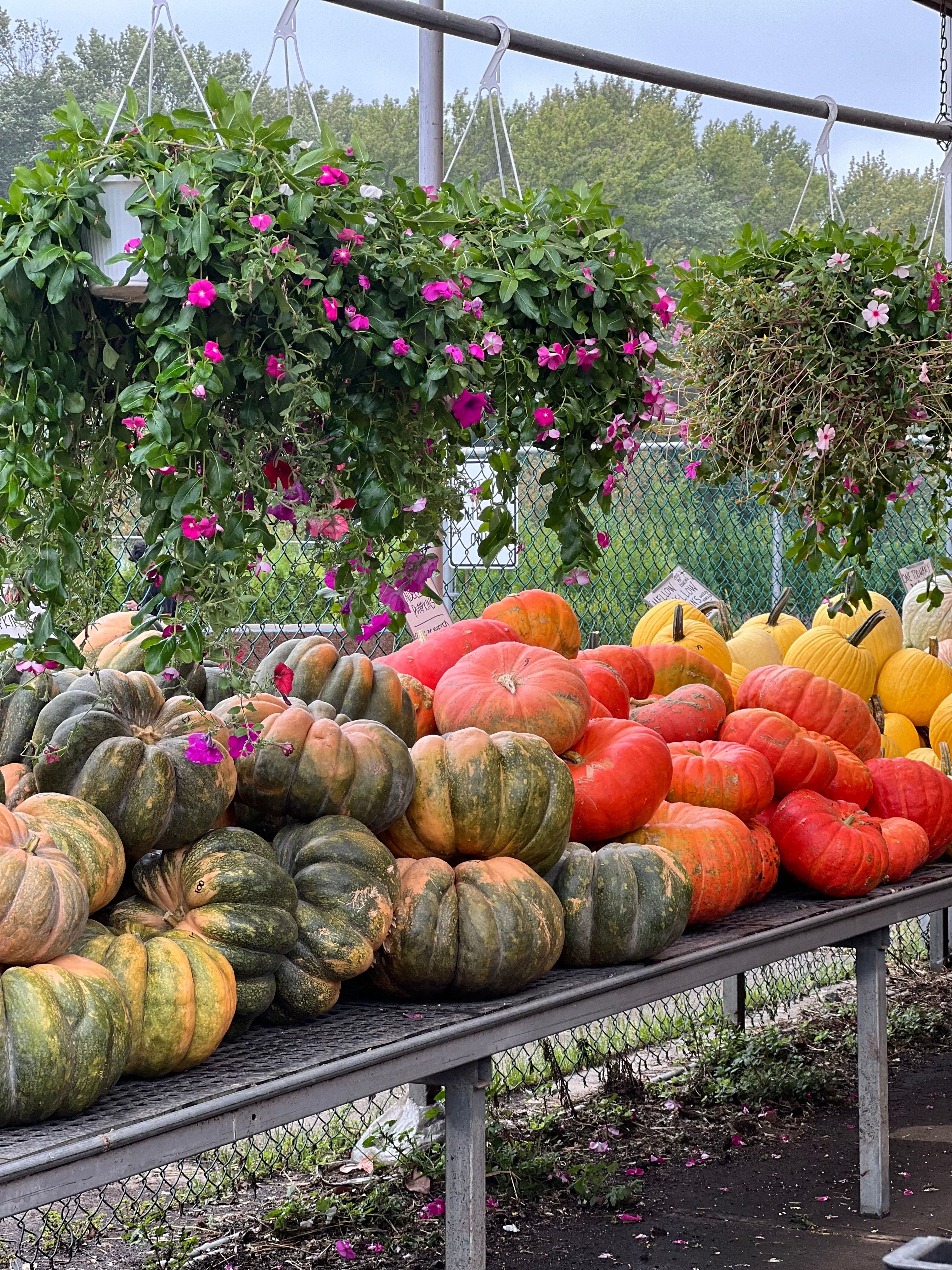 Colorful Display of Pumpkins and Flowers Outdoor · Free Stock Photo
