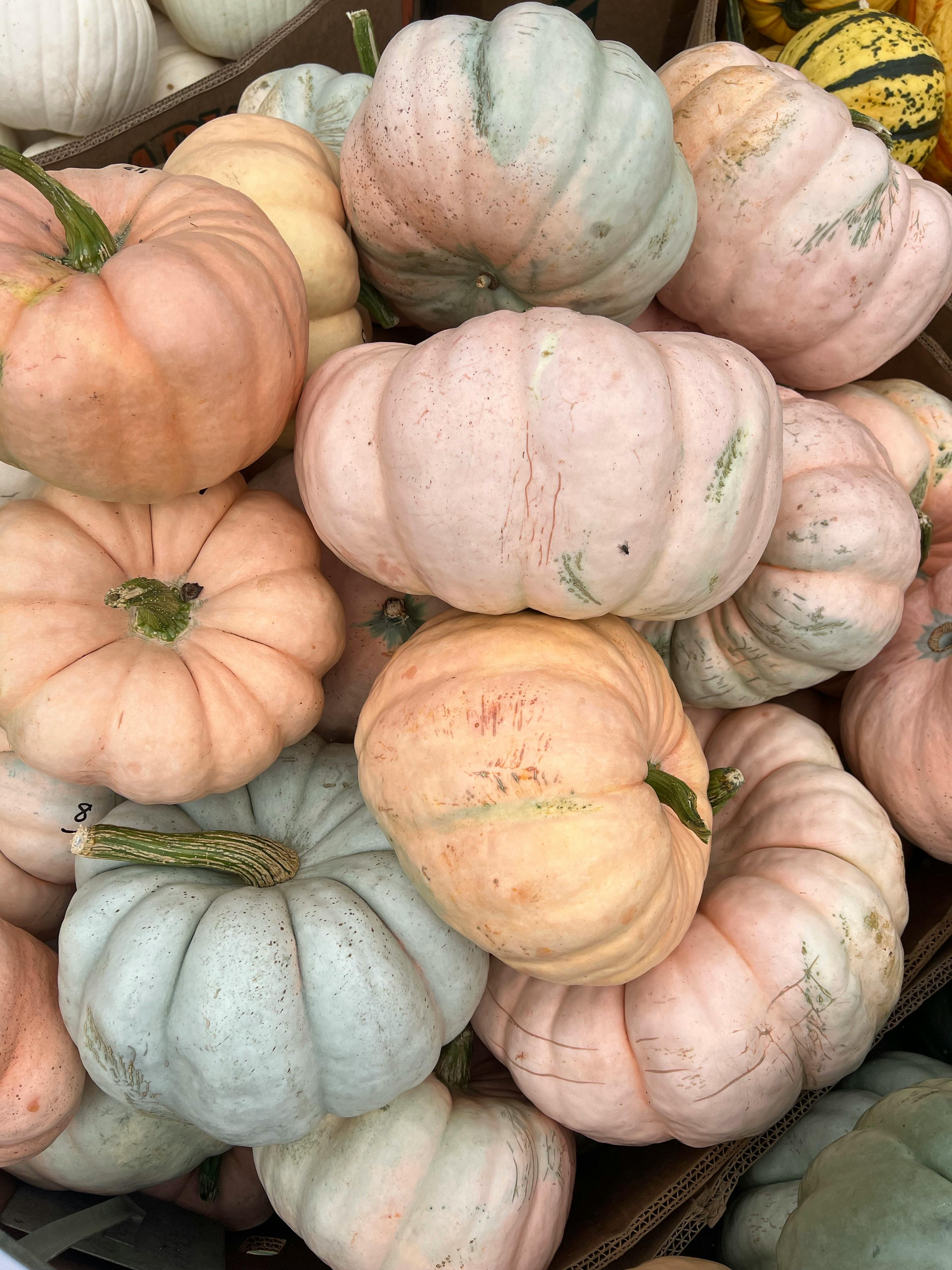 Pastel Colored Pumpkins in a Rustic Display · Free Stock Photo