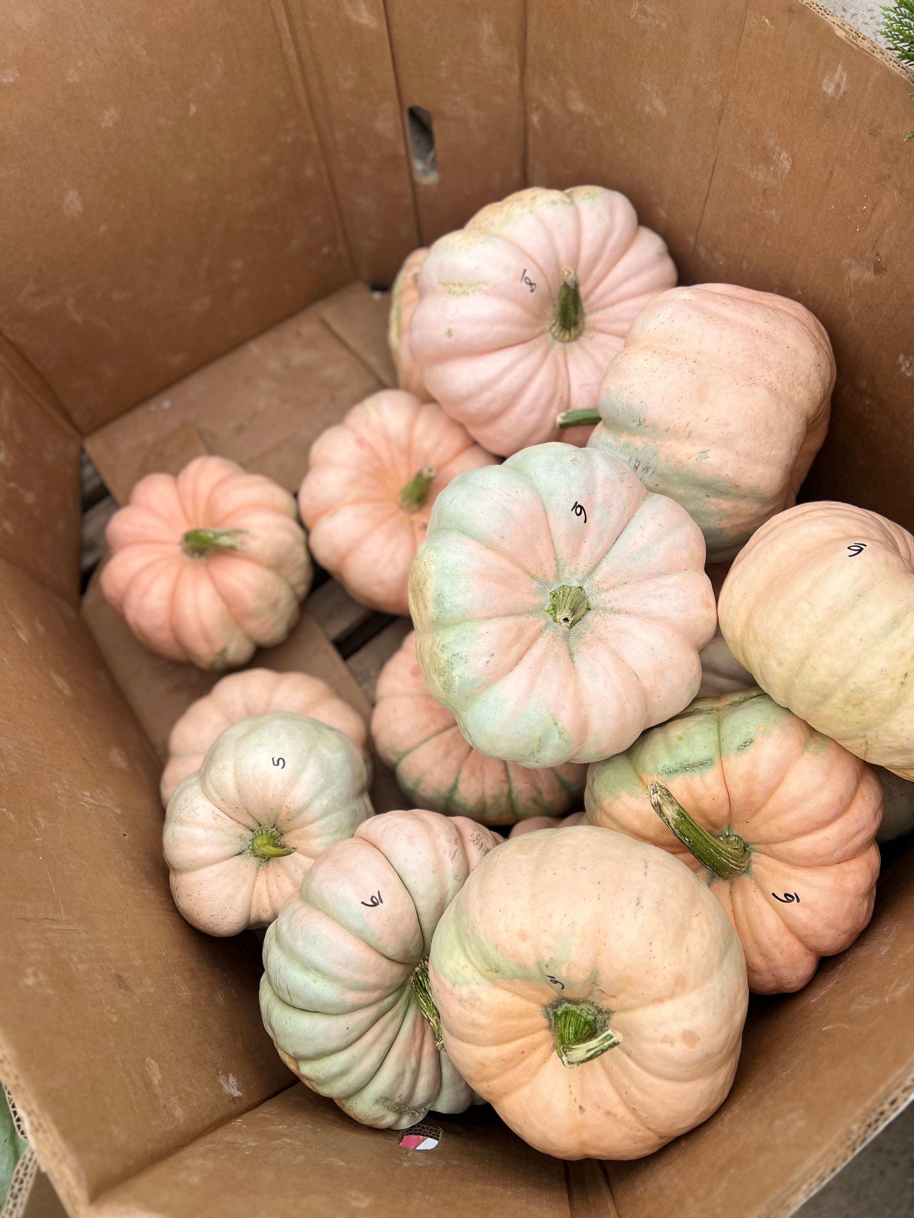Pastel Pumpkins in a Cardboard Box · Free Stock Photo