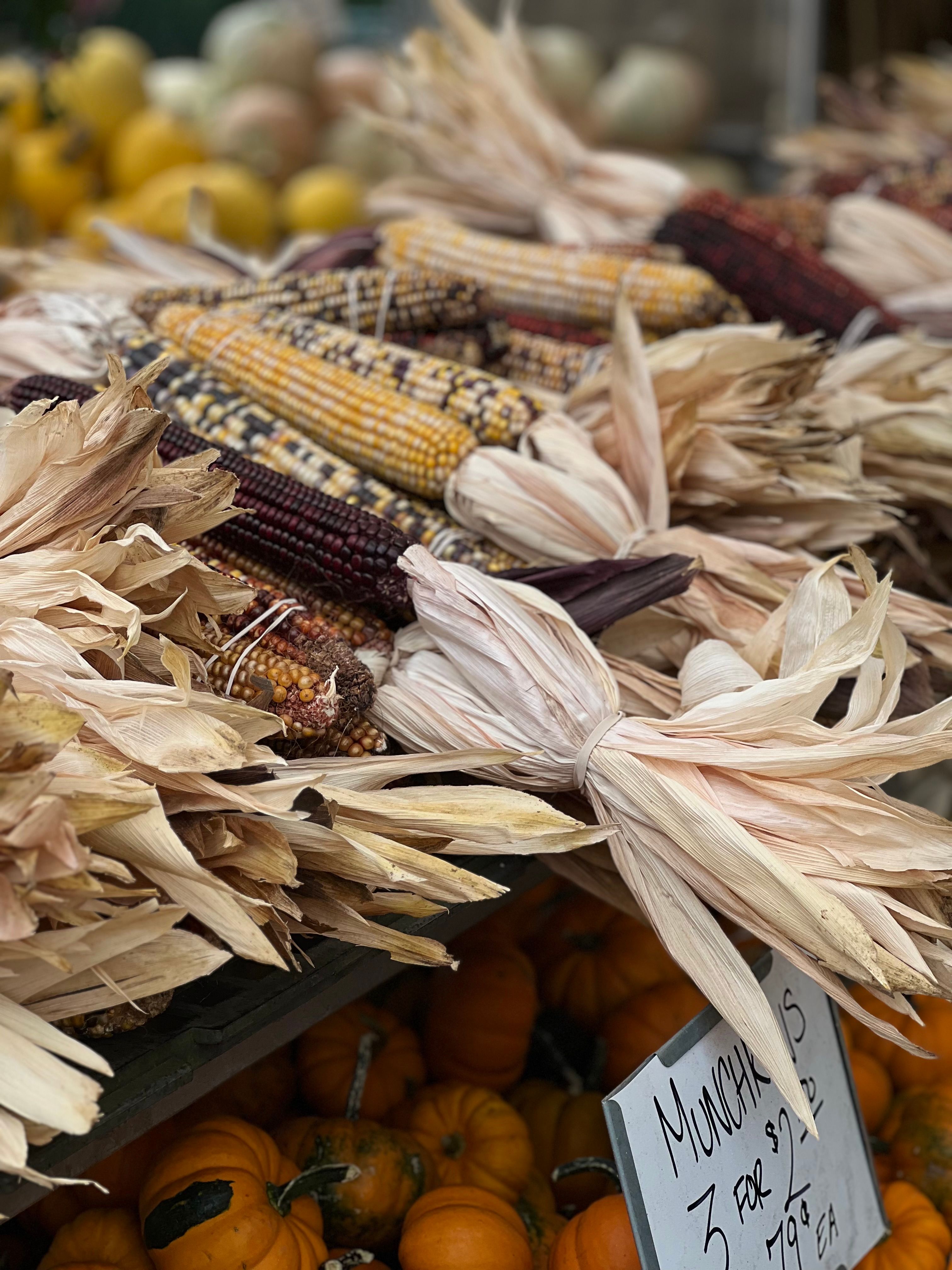 Indian Corn Photos, Download The BEST Free Indian Corn Stock Photos ...