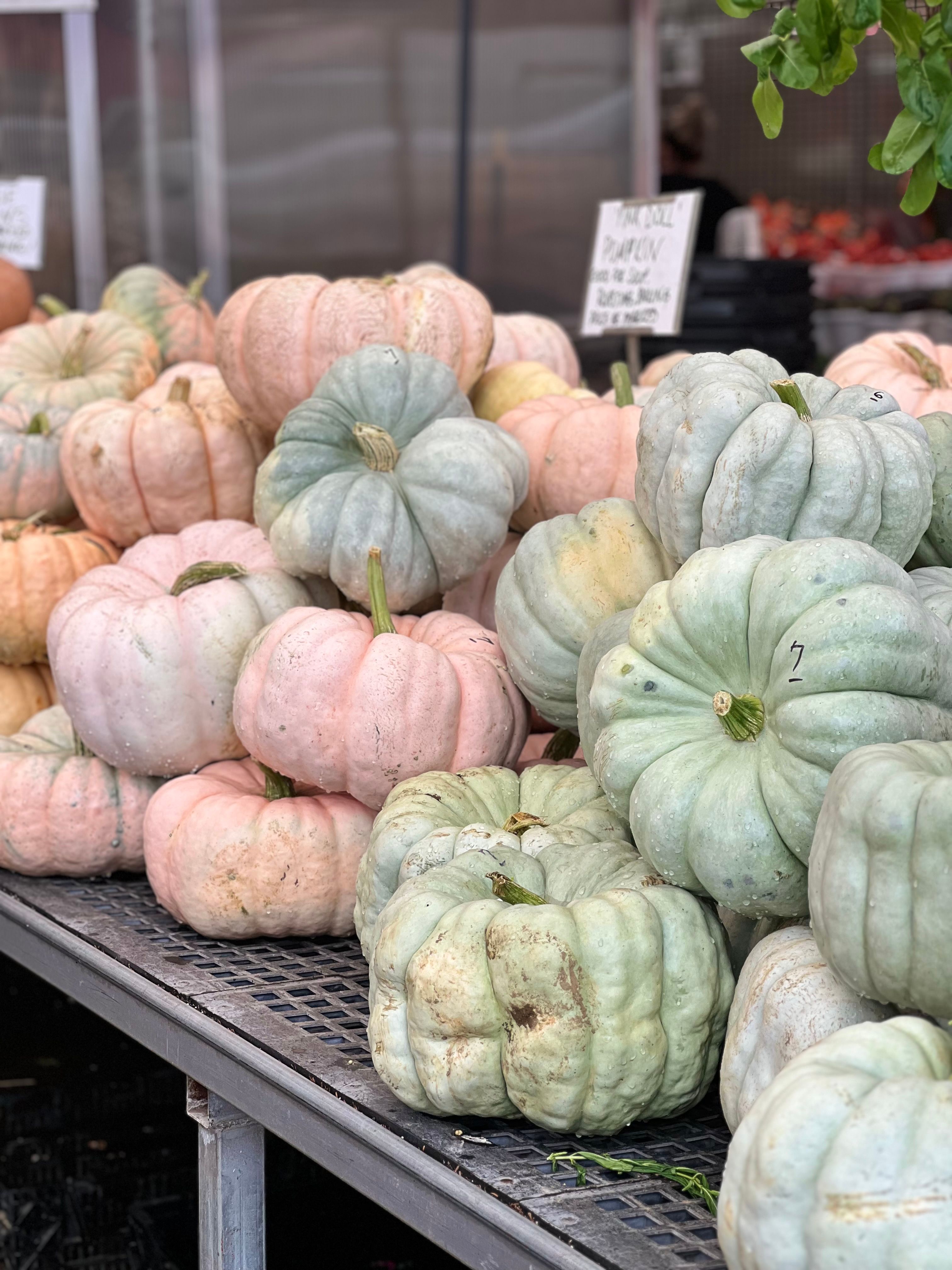 Variety of Heirloom Pumpkins at a Market Stall · Free Stock Photo