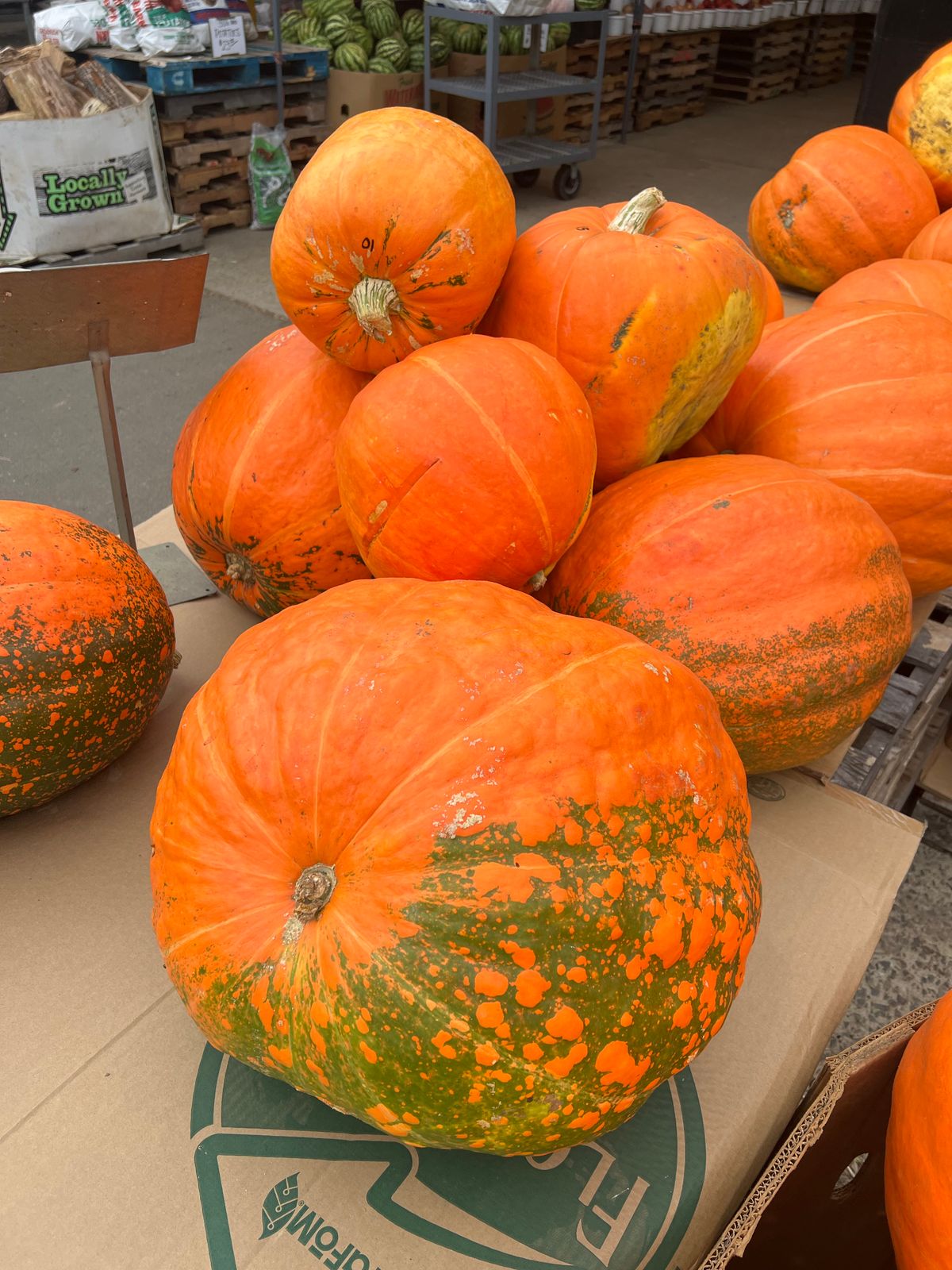 Cartoon Pumpkin Photos, Download The BEST Free Cartoon Pumpkin Stock ...