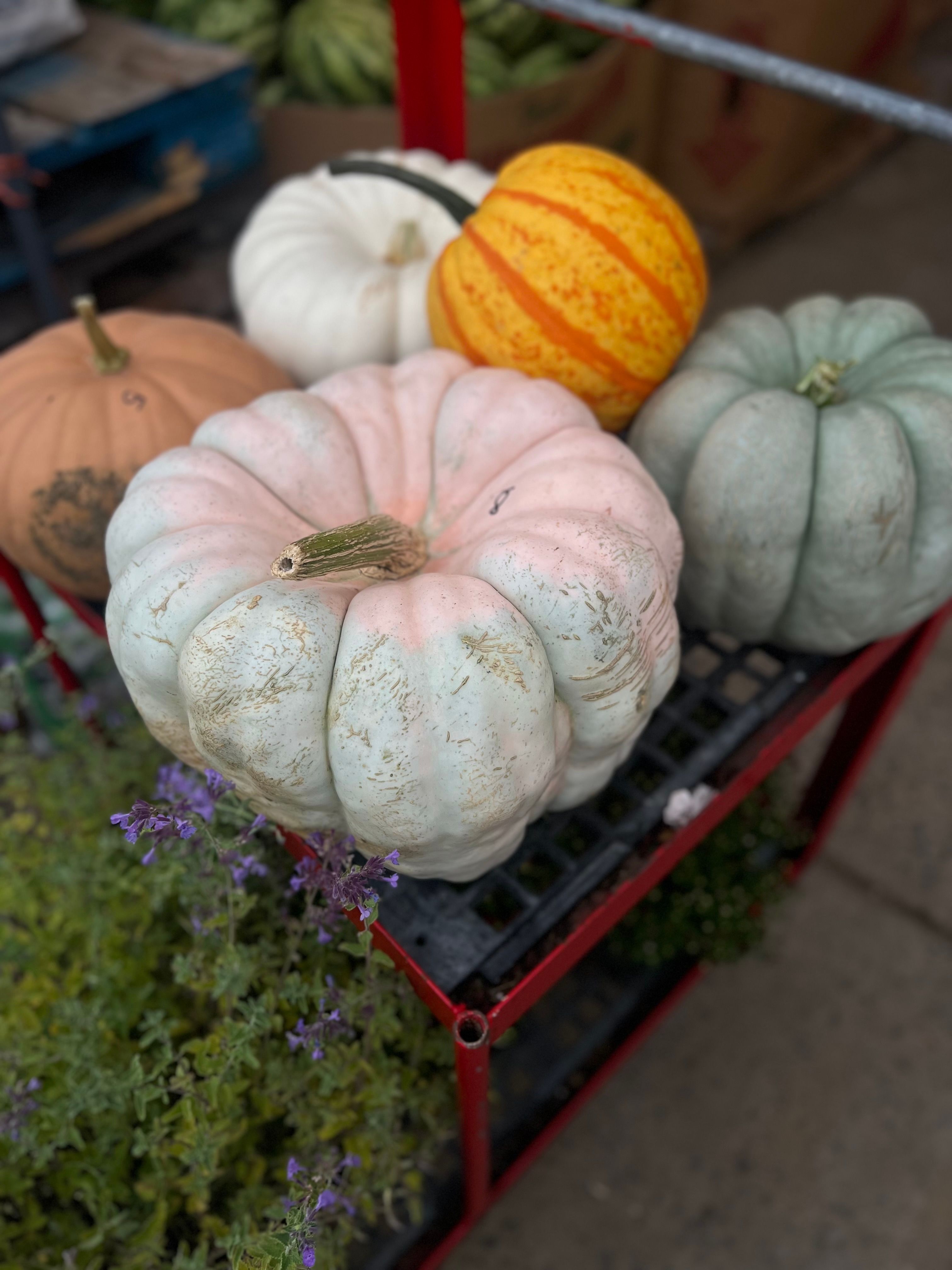 Farm Fresh Photos, Download The BEST Free Farm Fresh Stock Photos & HD ...