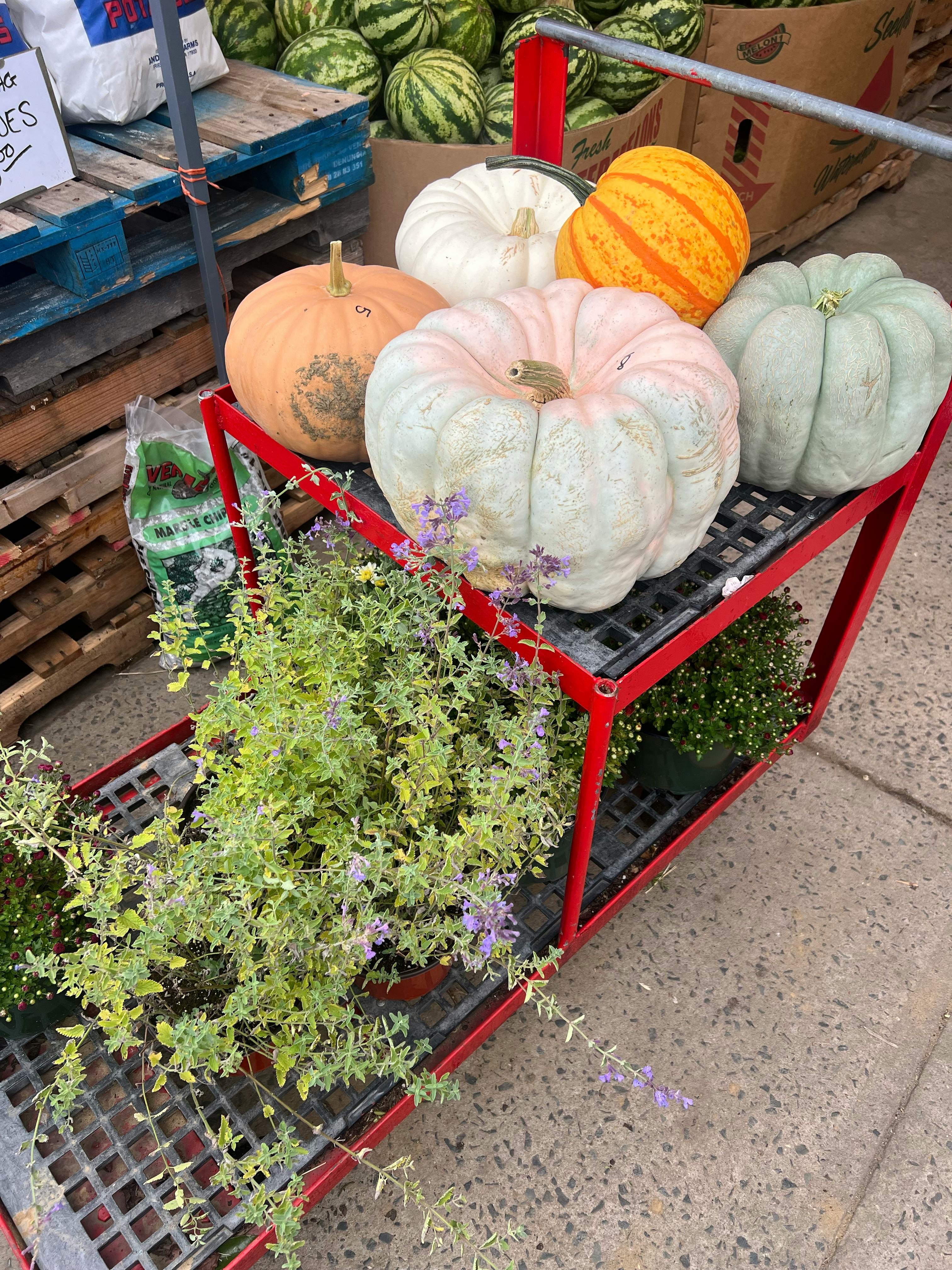 400.000+ Herbst Blumen Bilder und Fotos · Kostenlos Downloaden · Pexels Stock-Fotos