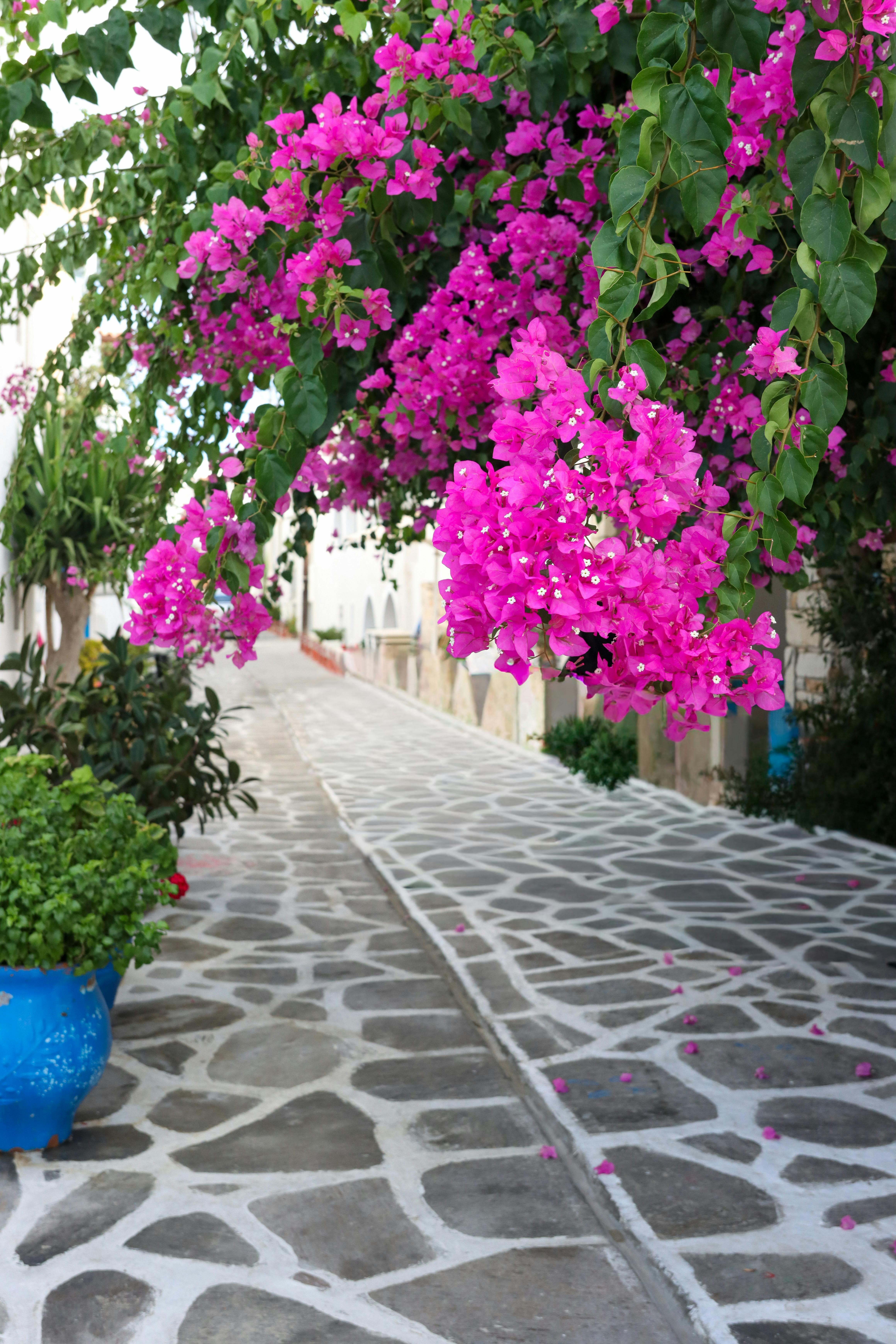 August Photos, Download The BEST Free August Stock Photos & HD Images