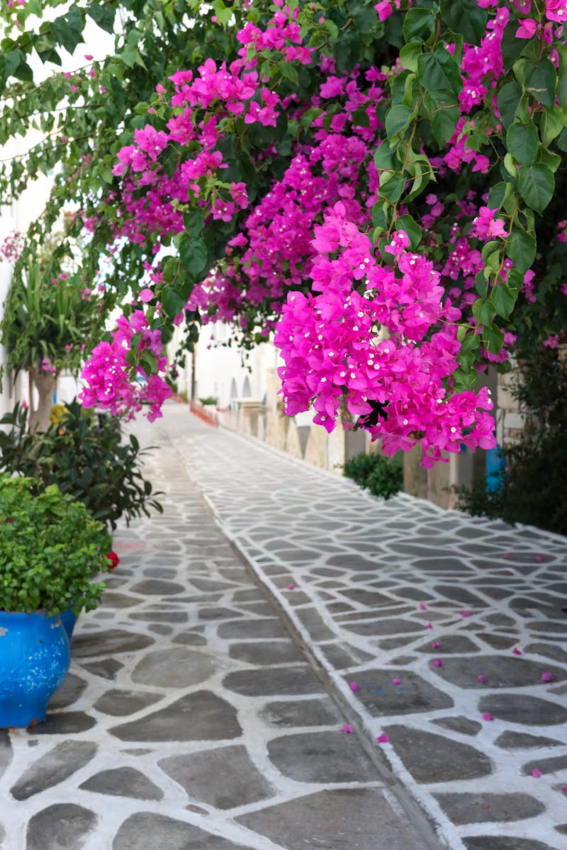 Pixabay Photos, Download The BEST Free Pixabay Stock Photos & HD Images