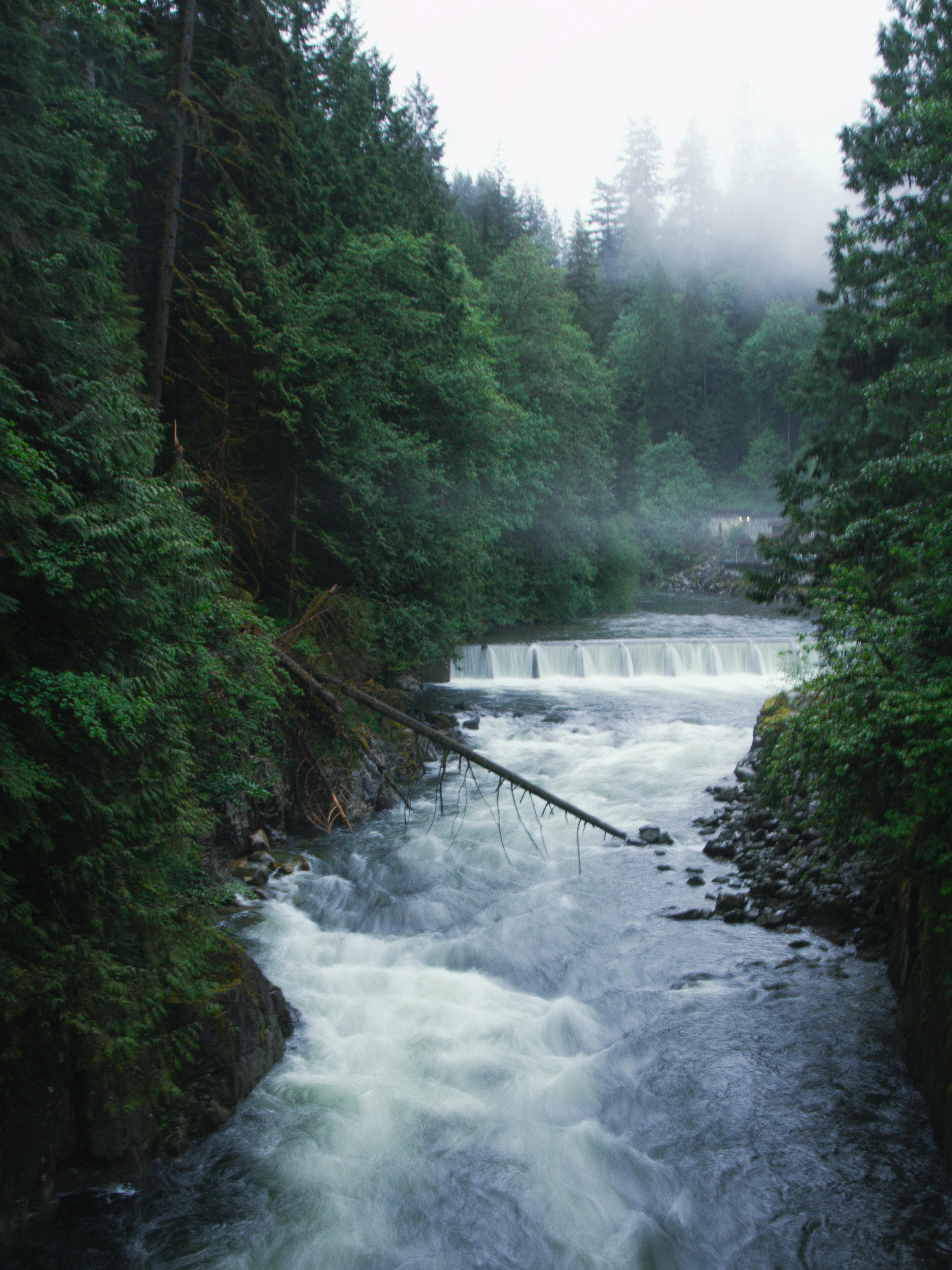 Forest And River Photos, Download The BEST Free Forest And River Stock ...