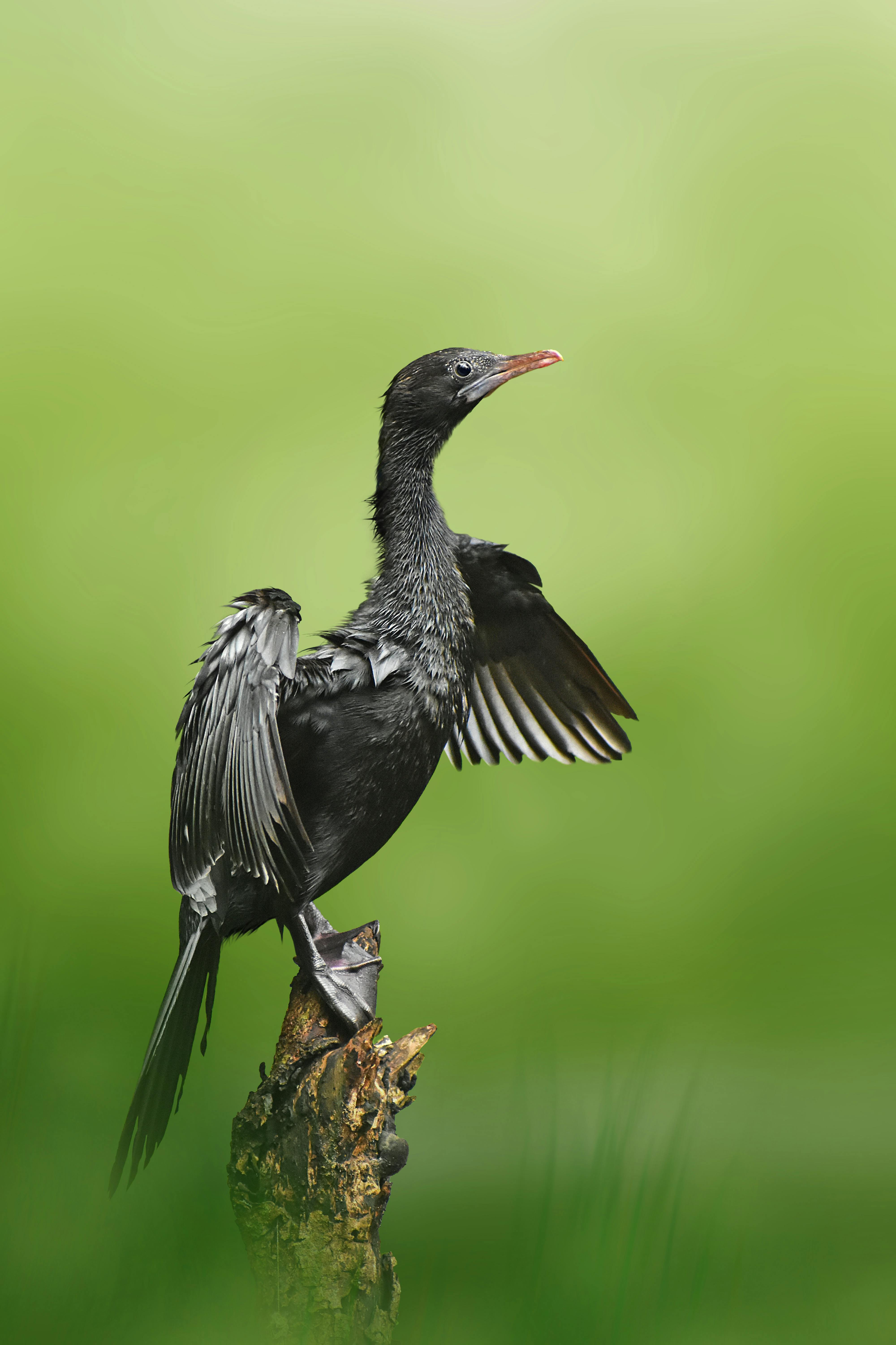 Flappy Bird Photos, Download The BEST Free Flappy Bird Stock Photos ...