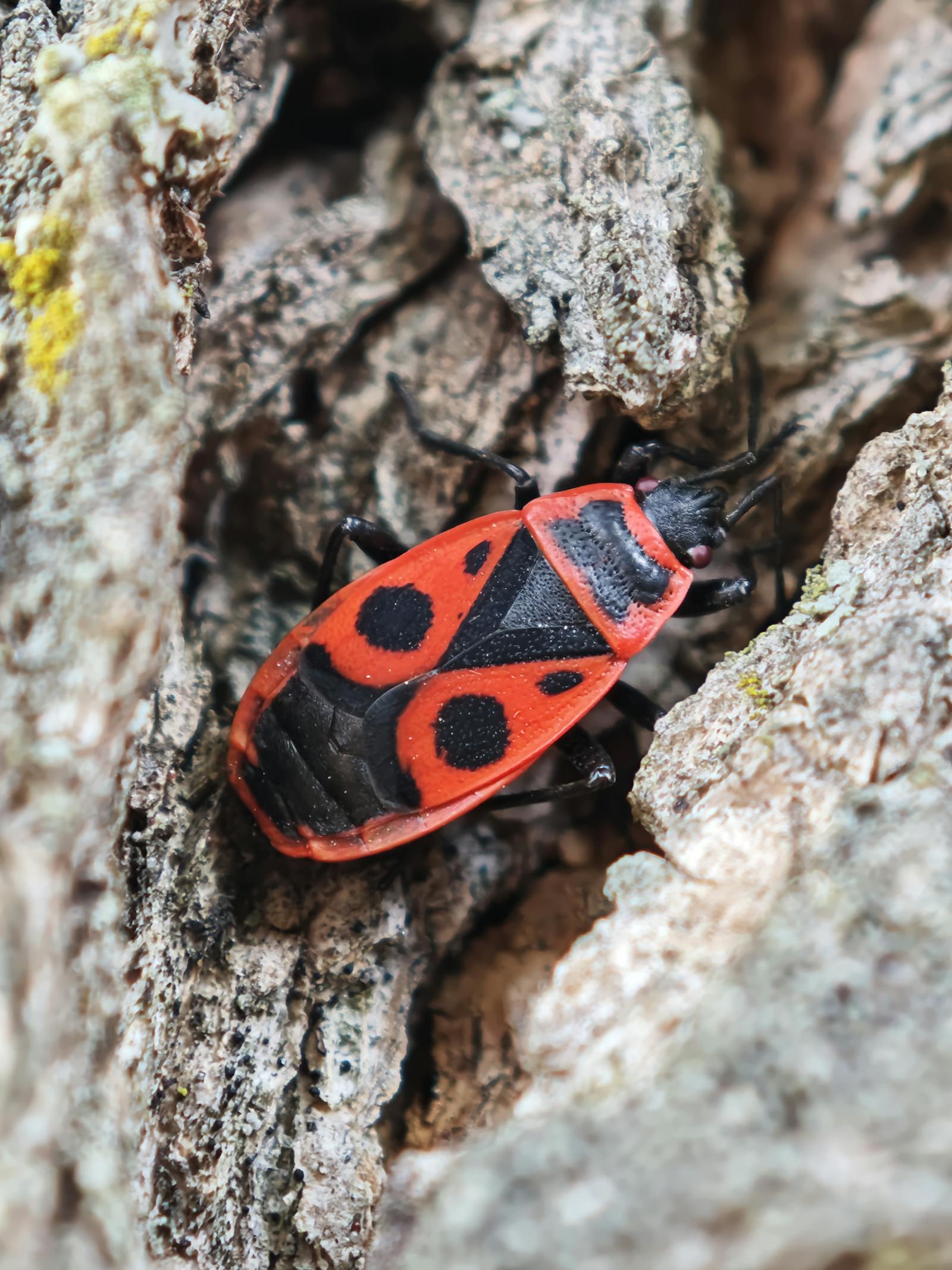 Legs+Kat+Timpf Photos, Download The BEST Free Legs+Kat+Timpf Stock ...